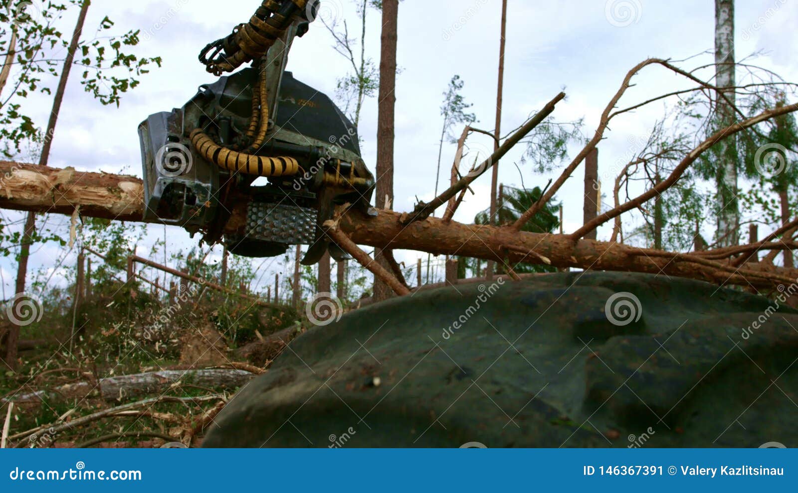 Wood Harvester Sawing Pine Tree. Application of Modern Technologies in ...