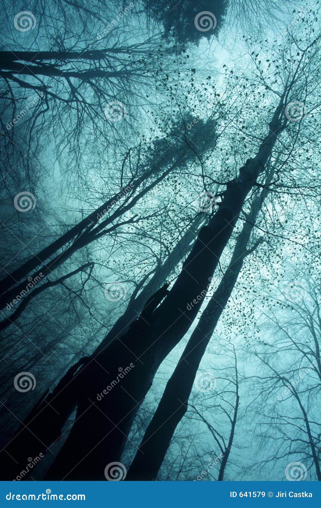 Wood in haze stock image. Image of mist, bark, repuplic - 641579