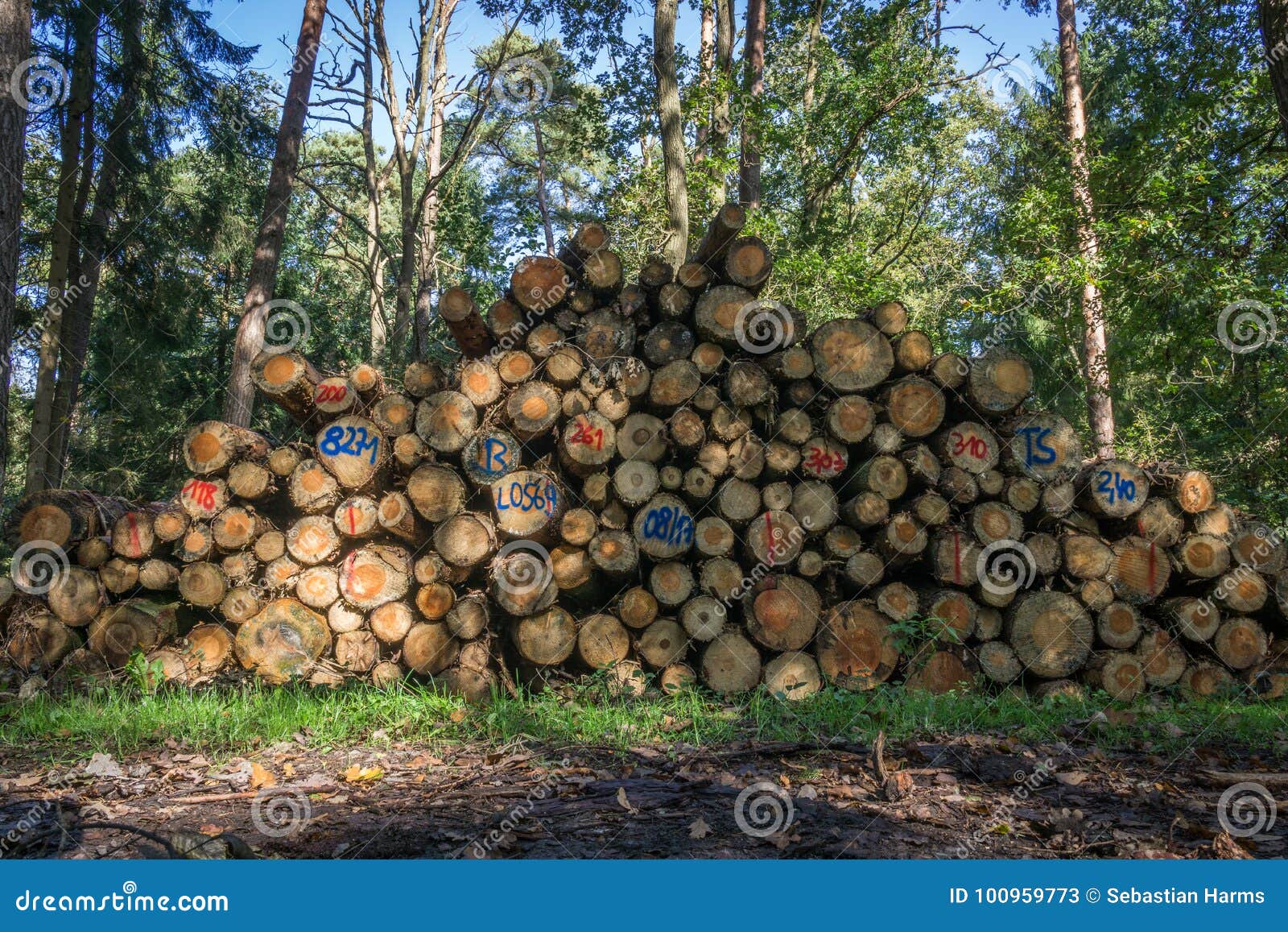 Wood heap in the forest stock image. Image of carpentry - 100959773