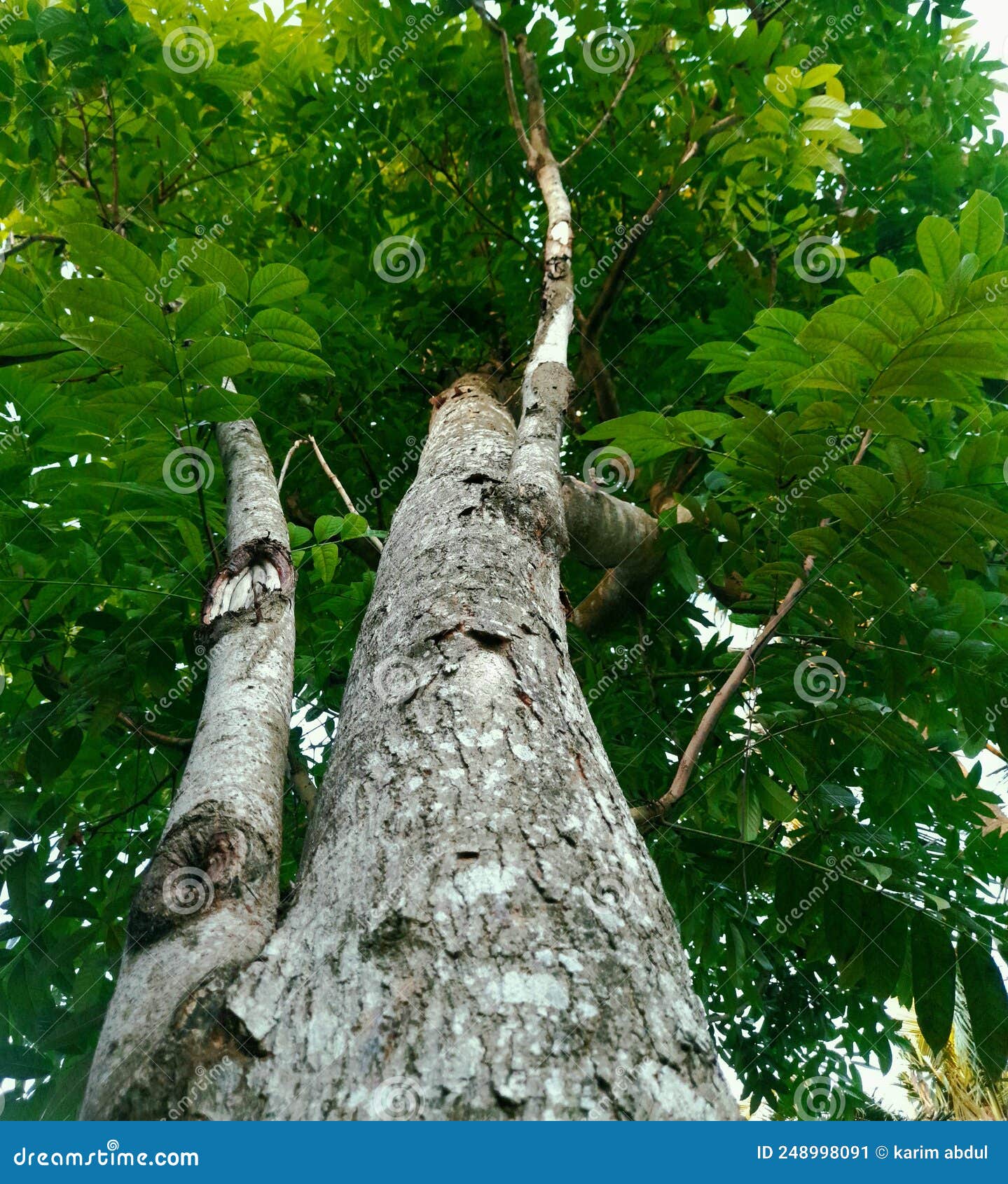 Wood in indonesia stock image. Image of plant, wood - 248998091