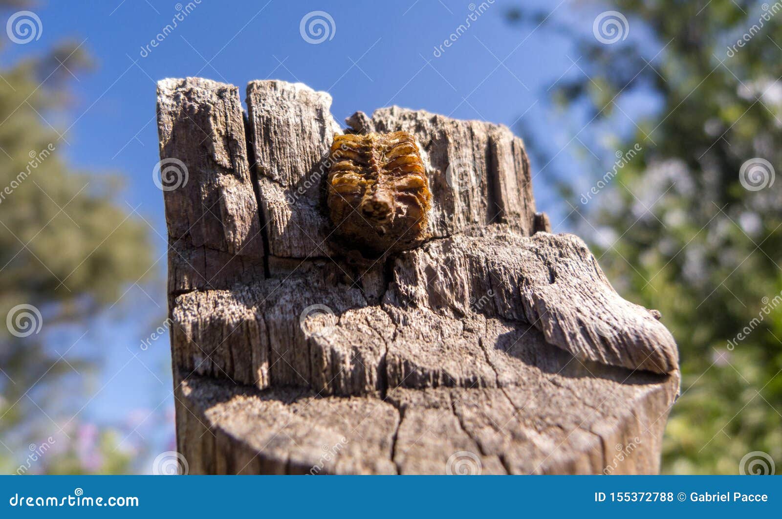Wood with insect shell stock photo. Image of shell, backgrounds - 155372788