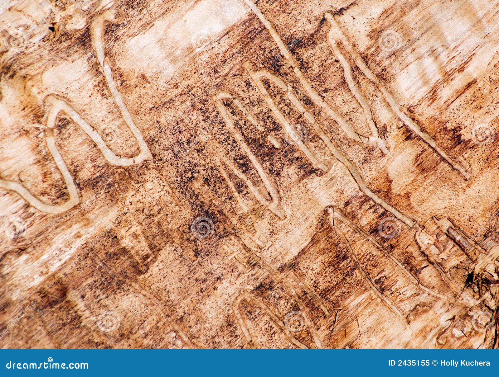 Wood with Insect Trails stock image. Image of nature, eaten - 2435155