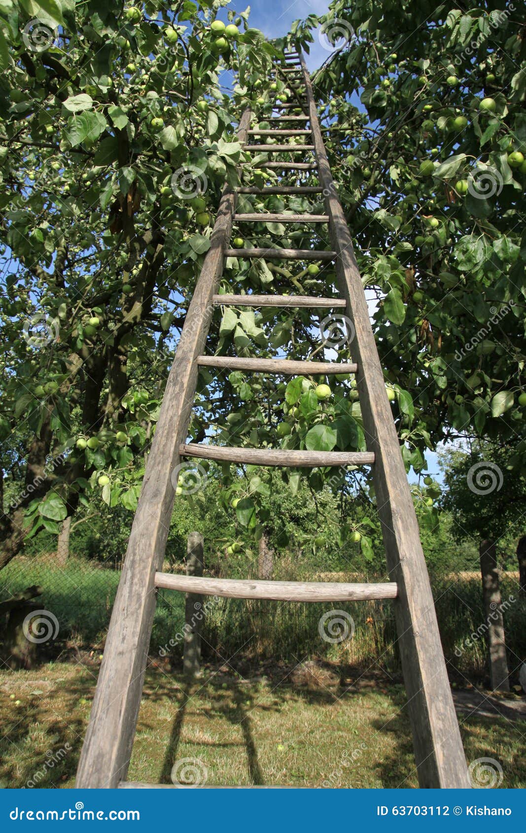 Wood ladder in aple tree stock photo. Image of tree, stair - 63703112