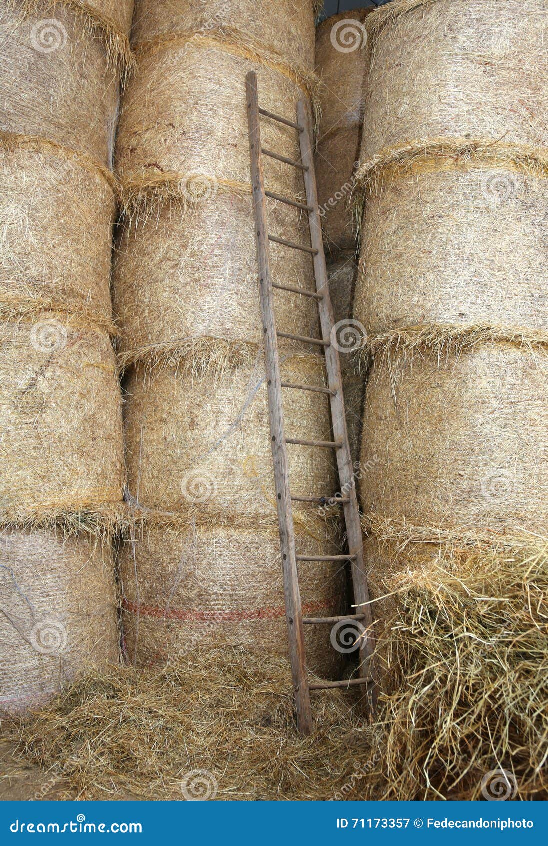 Wood Ladder in the Barn of the Farm Stock Image - Image of straw, barn ...