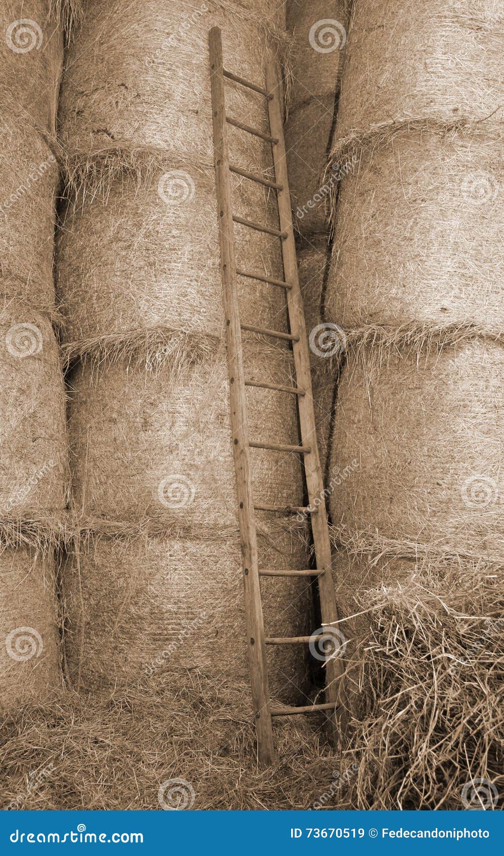 Wood Ladder in the Barn of the Farm Stock Image - Image of farmer ...