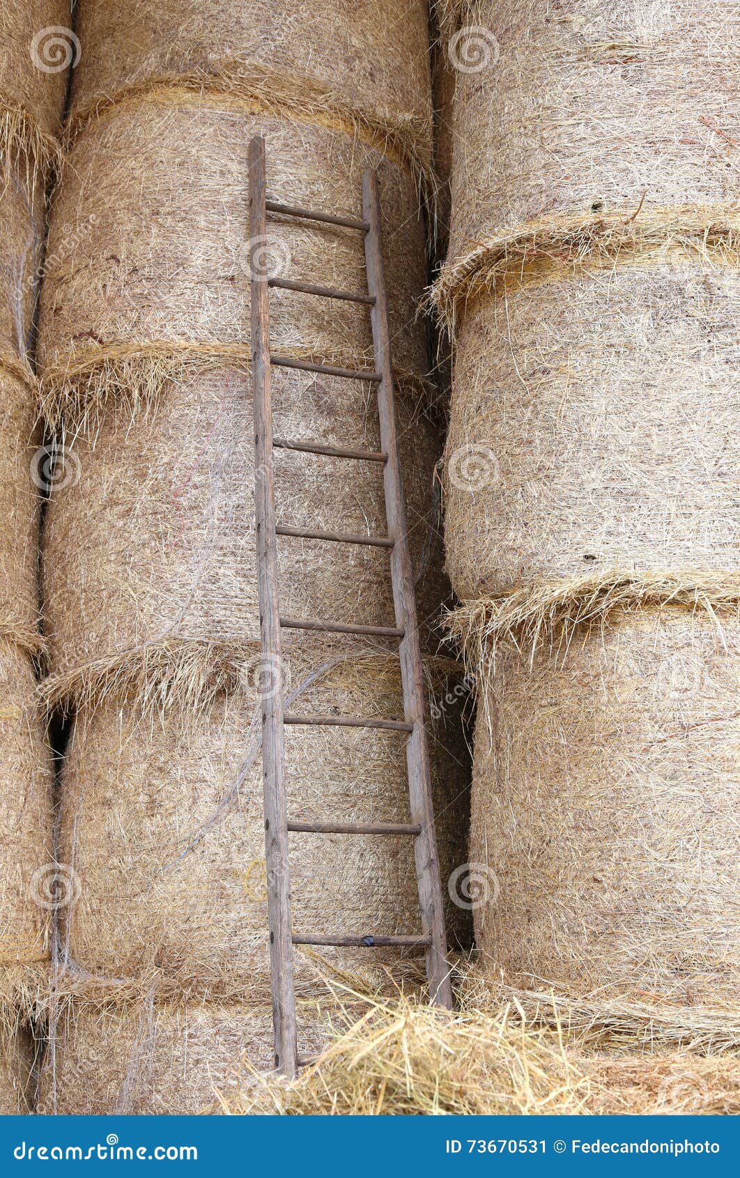 Wood Ladder in the Barn of the Farm Stock Image - Image of straw, barn ...