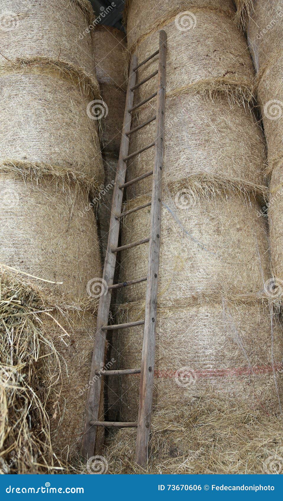 Wood Ladder in the Barn of the Farm Stock Photo - Image of farmer ...
