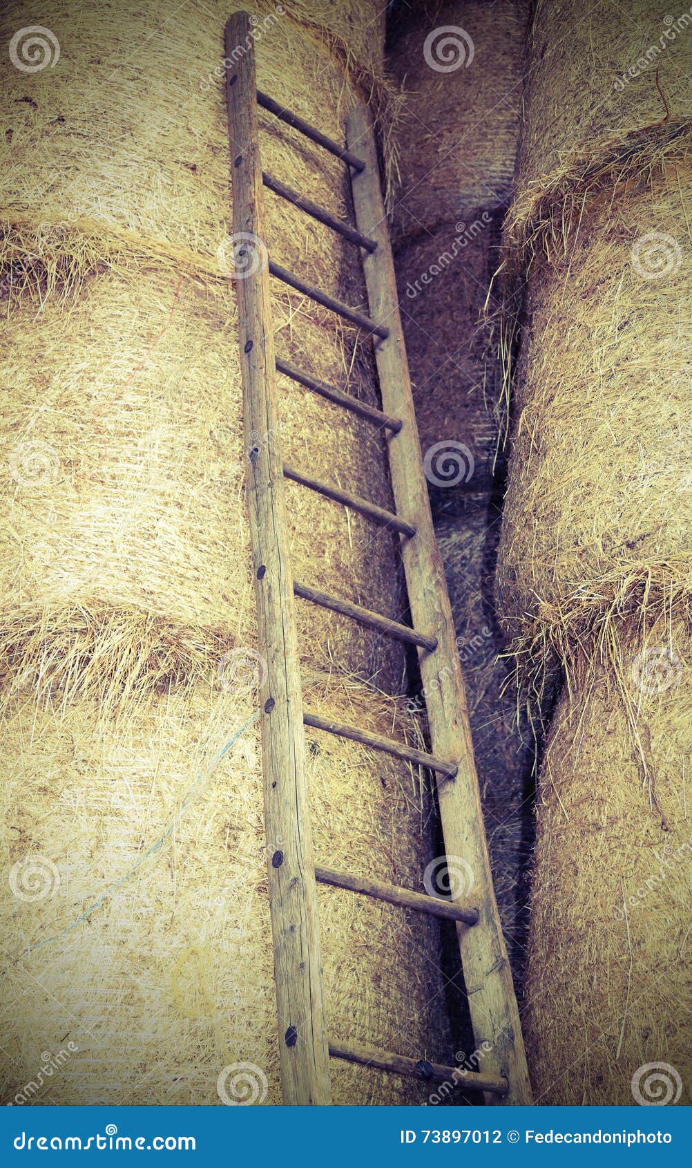 Wood Ladder in the Barn of the Farm Stock Photo - Image of barn, high ...