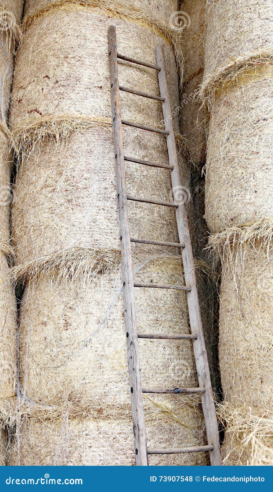 Wood Ladder in the Barn of the Farm Stock Photo - Image of rural, farm ...