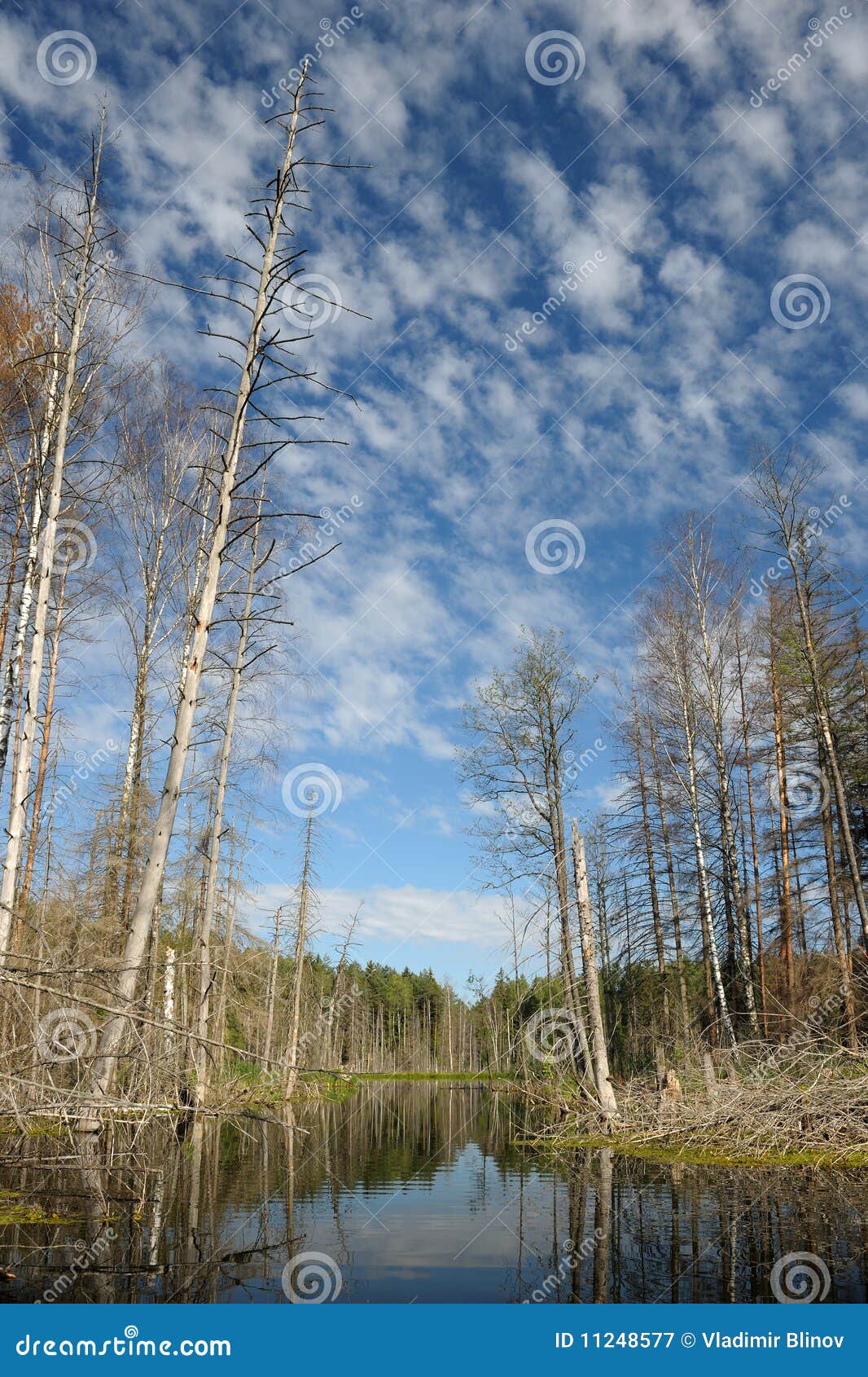 Wood lake stock image. Image of reflexion, landscape - 11248577