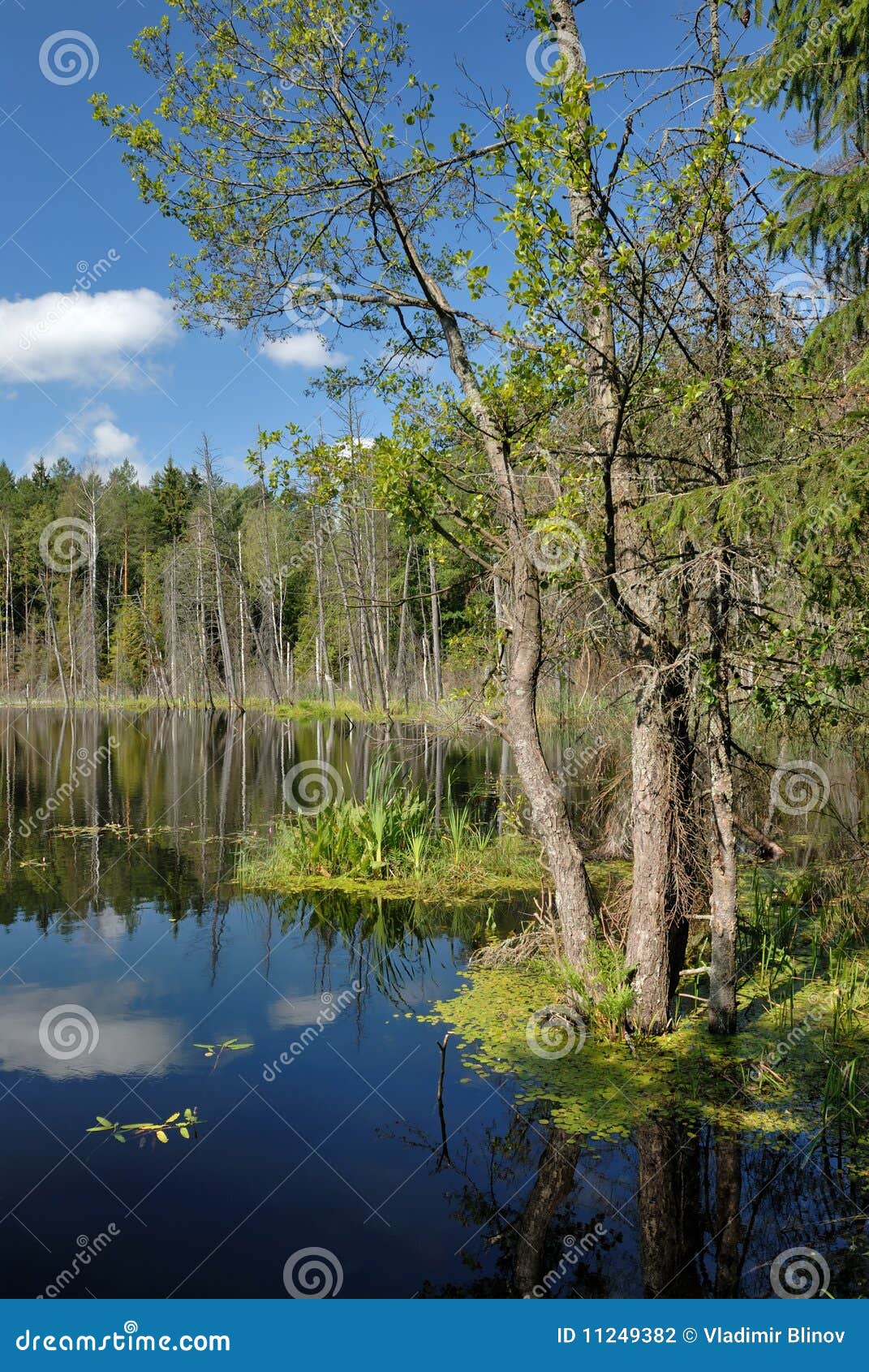 Wood lake stock photo. Image of nature, grass, pine, trunk - 11249382