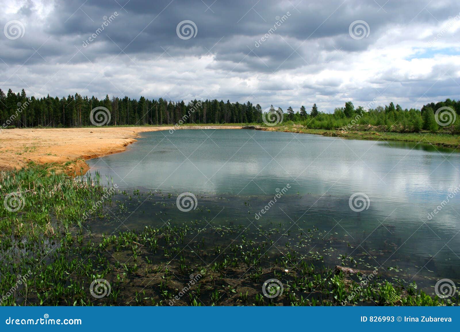 Wood lake. stock image. Image of seagull, wood, traces - 826993