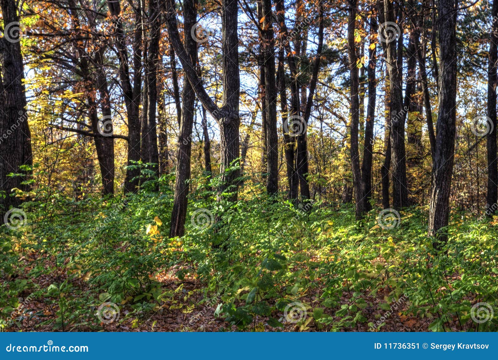 Wood landscape stock image. Image of conservation, landscape - 11736351