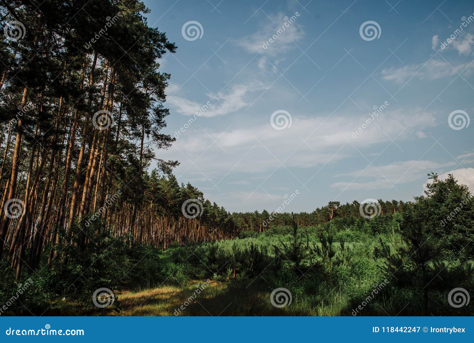 Wood Landscape, Forest and the Glade Stock Image - Image of peaceful ...