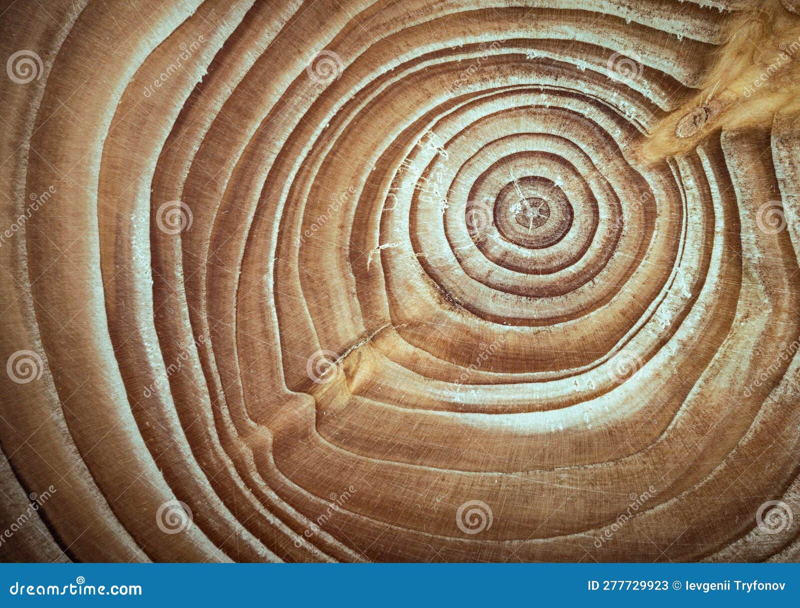 Wood Larch Texture of Cut Tree Trunk, Close-up. Stump Wood Stock Image ...