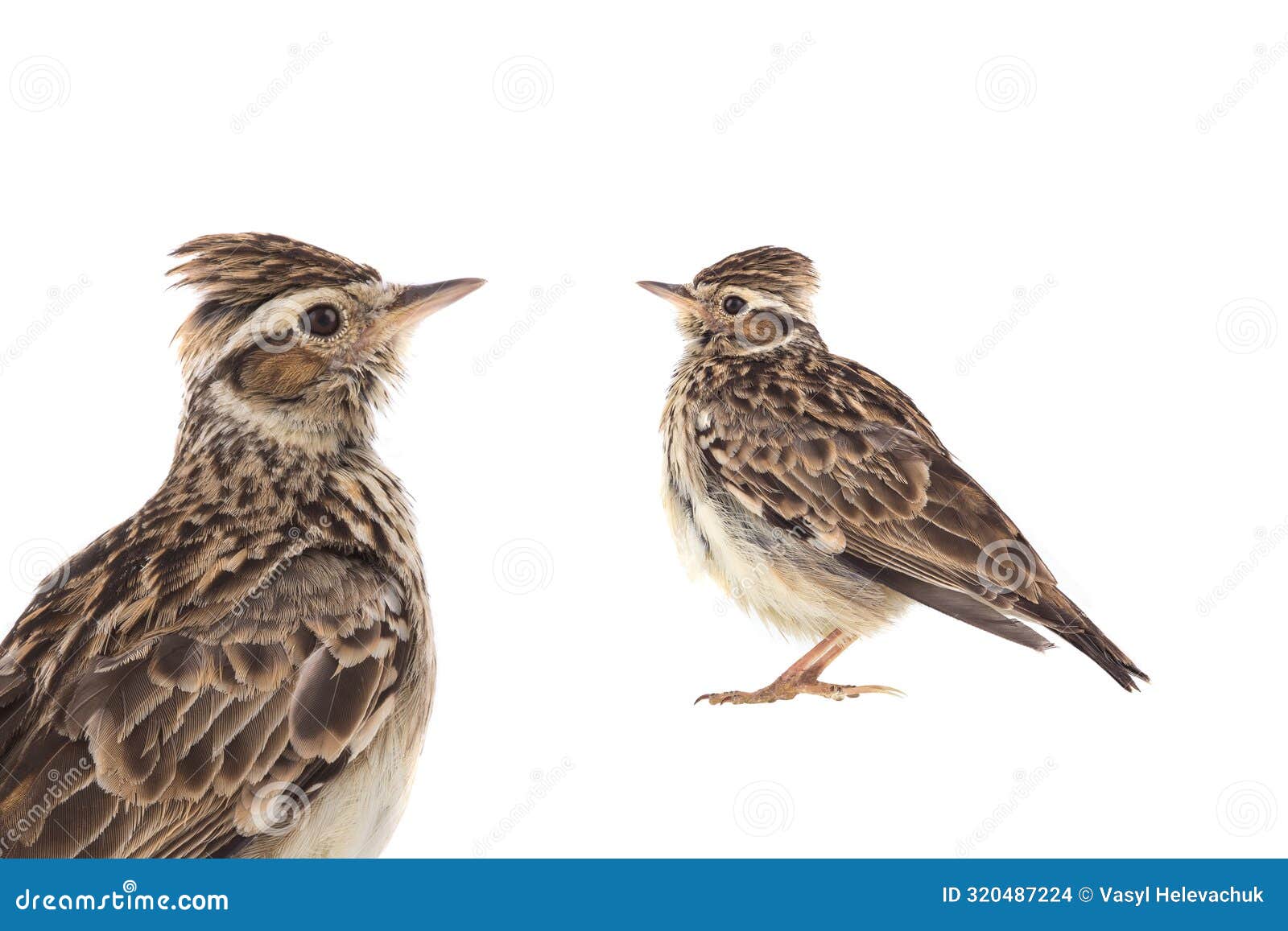 Wood Lark Isolated on a White Background Stock Photo - Image of zoology ...