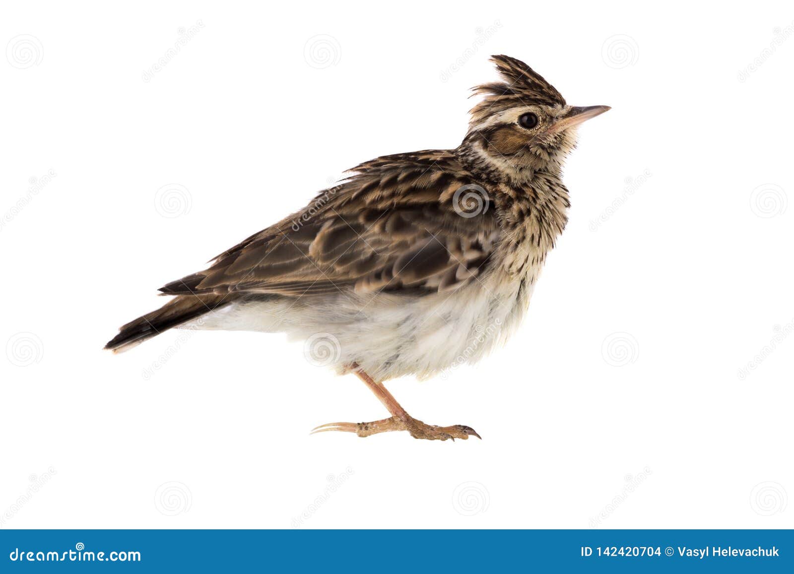 Wood Lark stock photo. Image of small, bird, background - 142420704