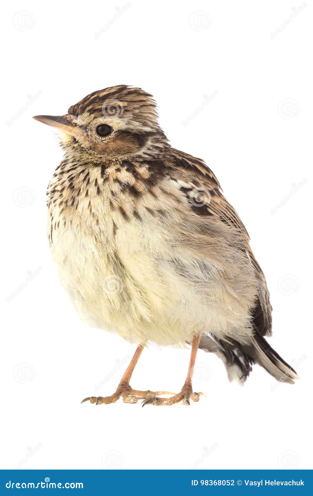 Wood Lark - Lullula Arborea Brown Crested Bird On The Meadow ...