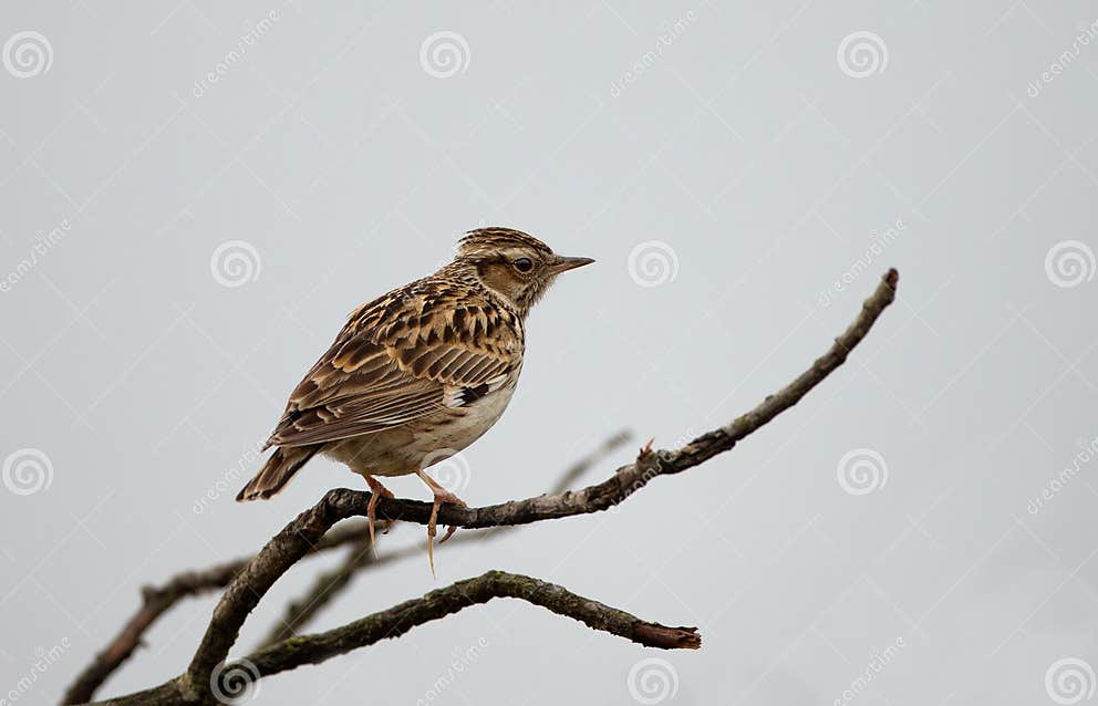 Wood Lark stock photo. Image of wood, species, animal - 30619234