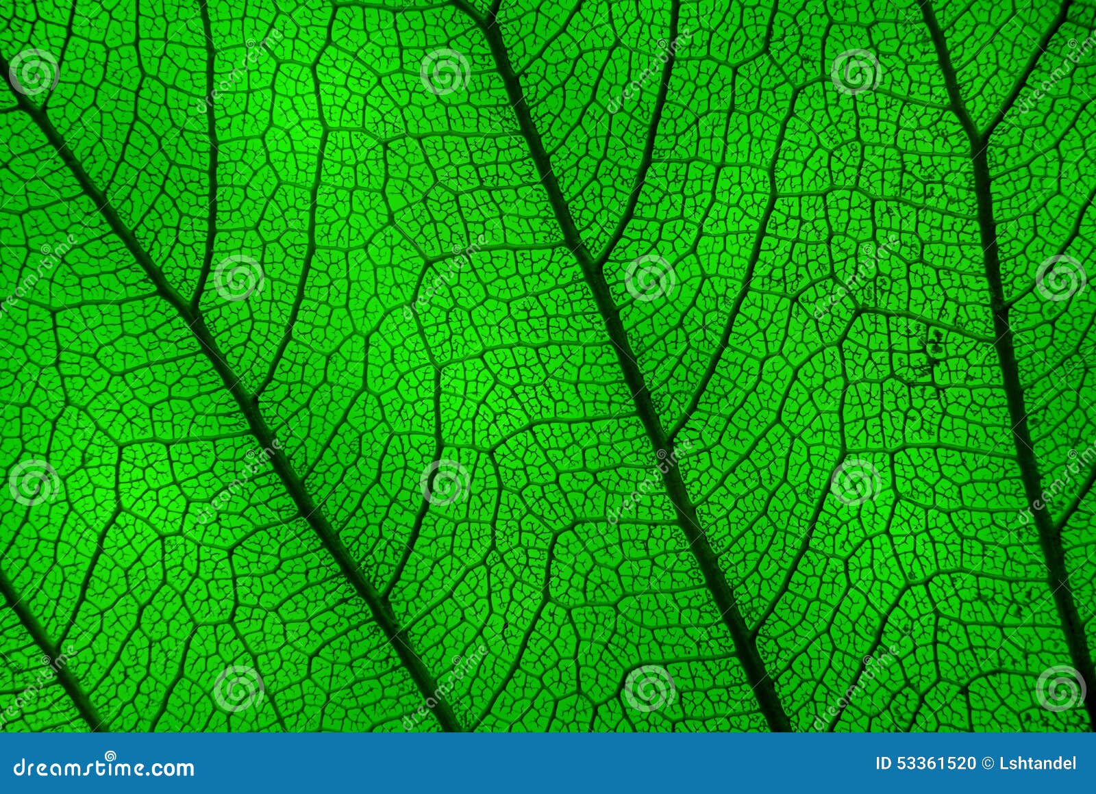 Wood Leaf - Skeleton Against the Light Stock Photo - Image of macro ...