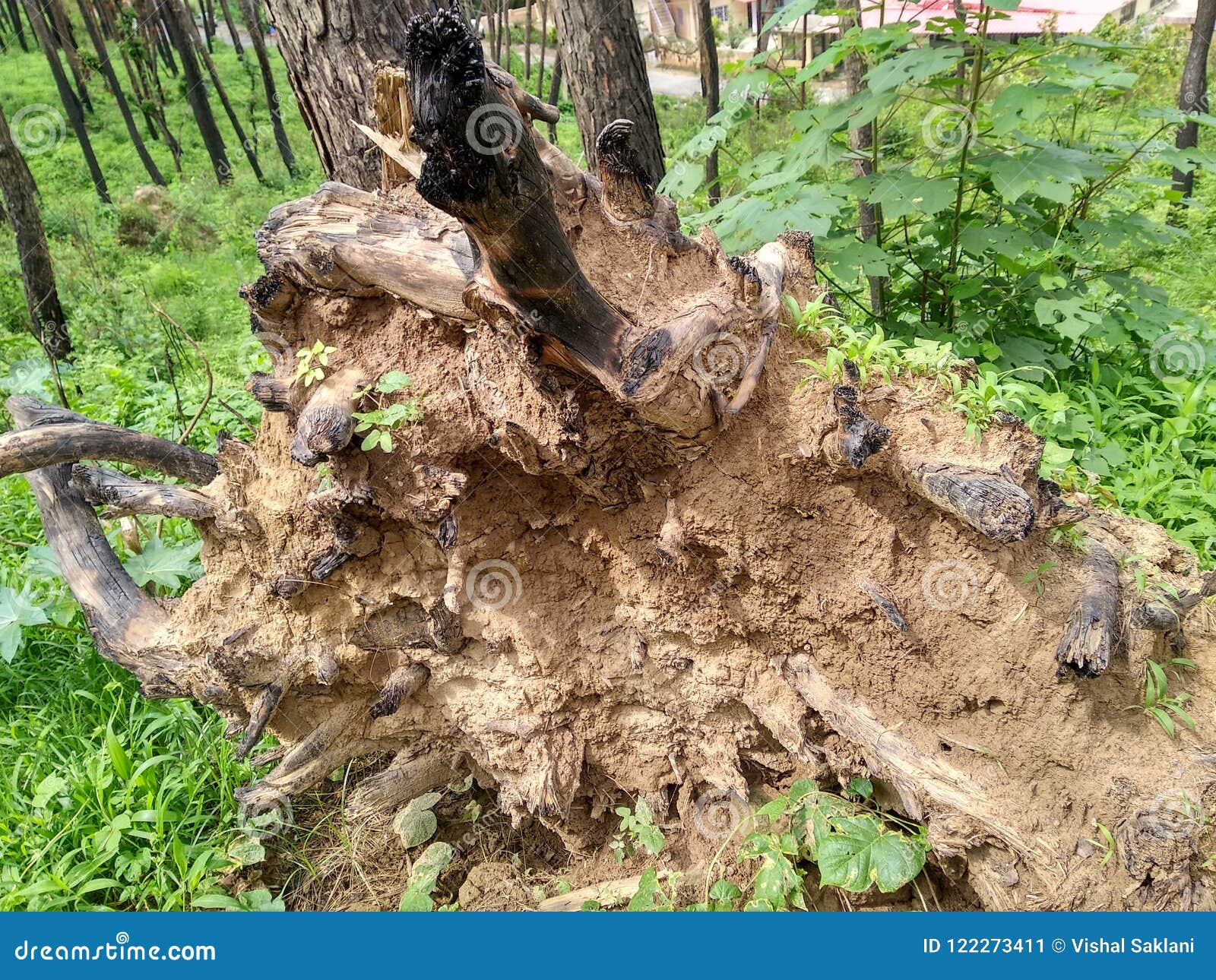 Cut wood stock image. Image of wood, left, jungle, cutting - 122273411