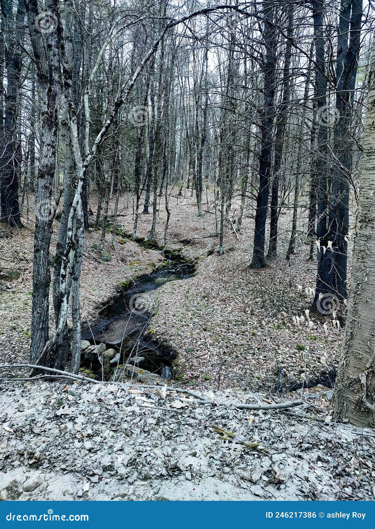 Fallowing the Woodline Stream Stock Photo - Image of autumn, forest ...