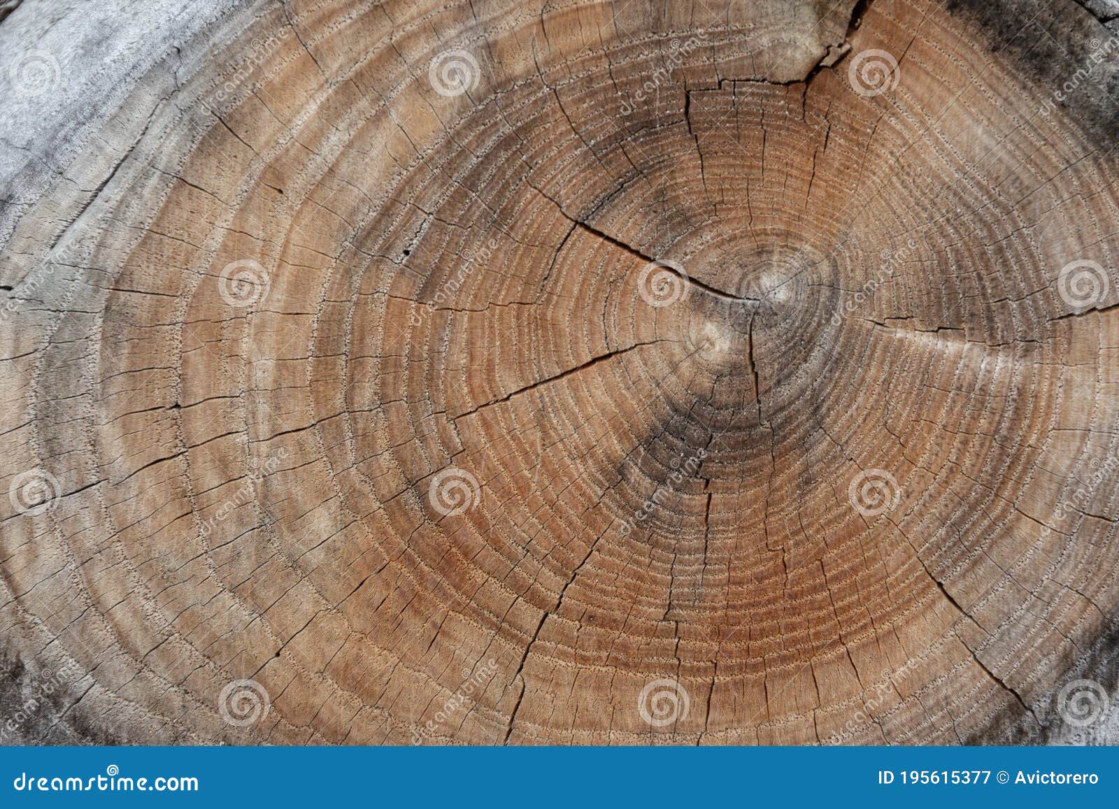 Wood Log Background Texture with Cracks Stock Image - Image of ...