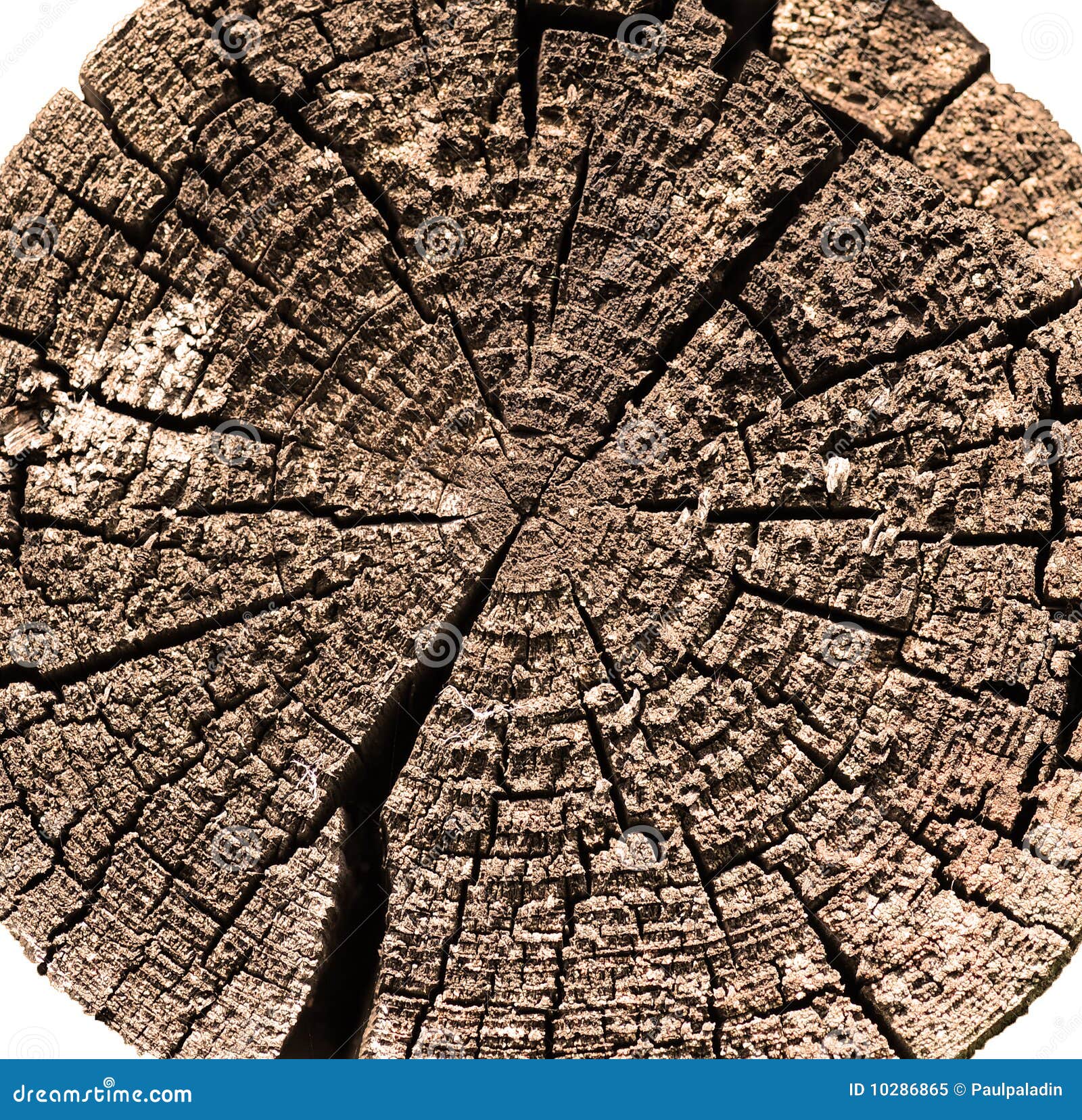 Wood log cut stock image. Image of panel, pattern, tree - 10286865