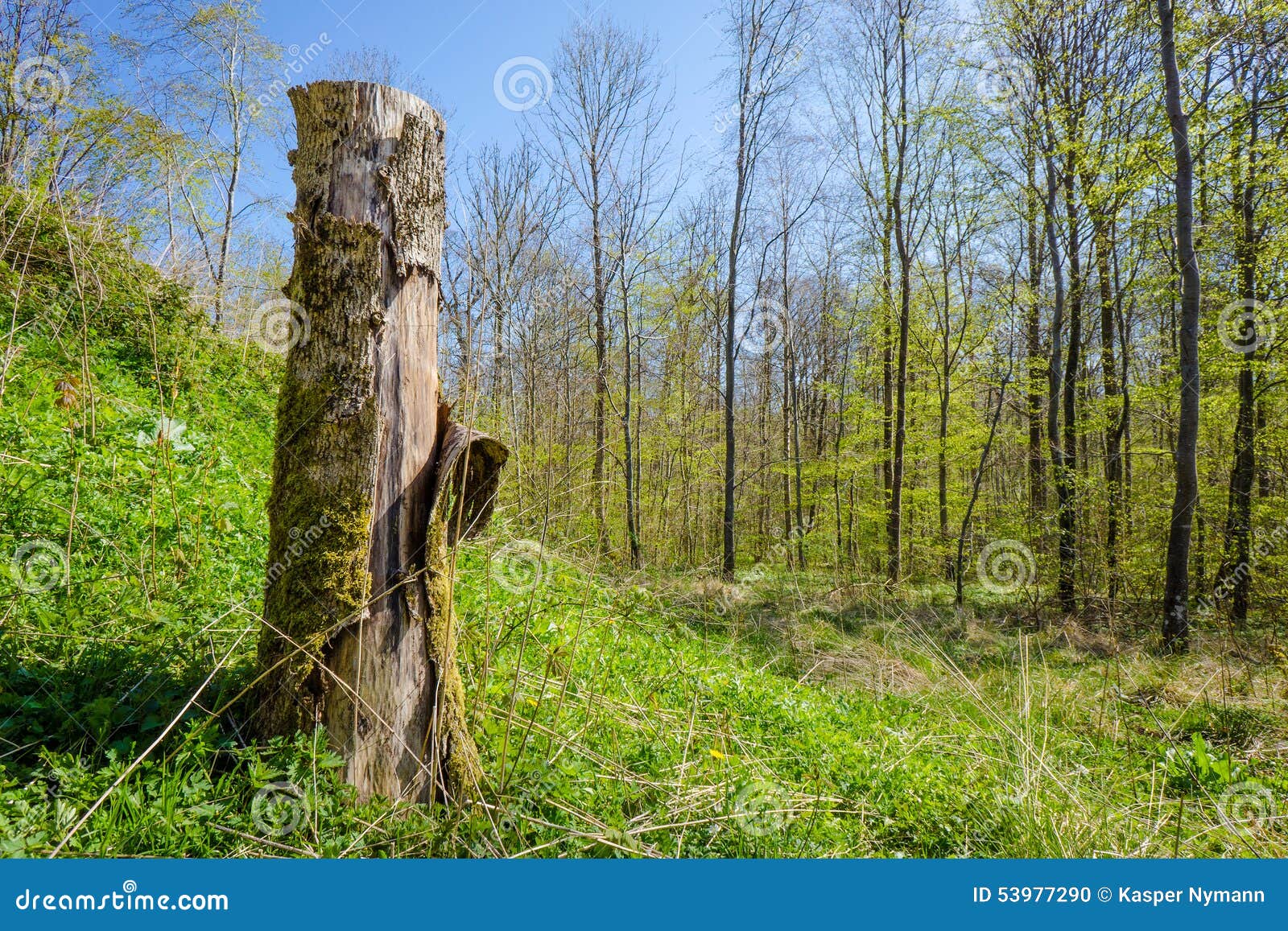 Wood log in a forest stock photo. Image of logging, natural - 53977290