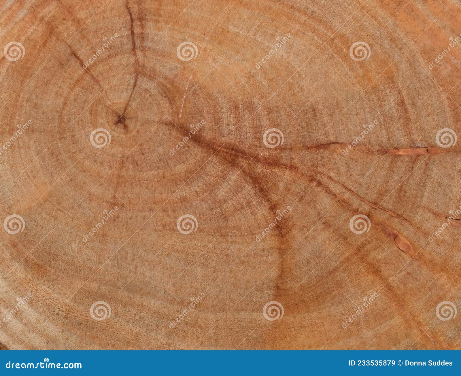 Wood Log Grain Pattern stock image. Image of slice, abstract - 233535879