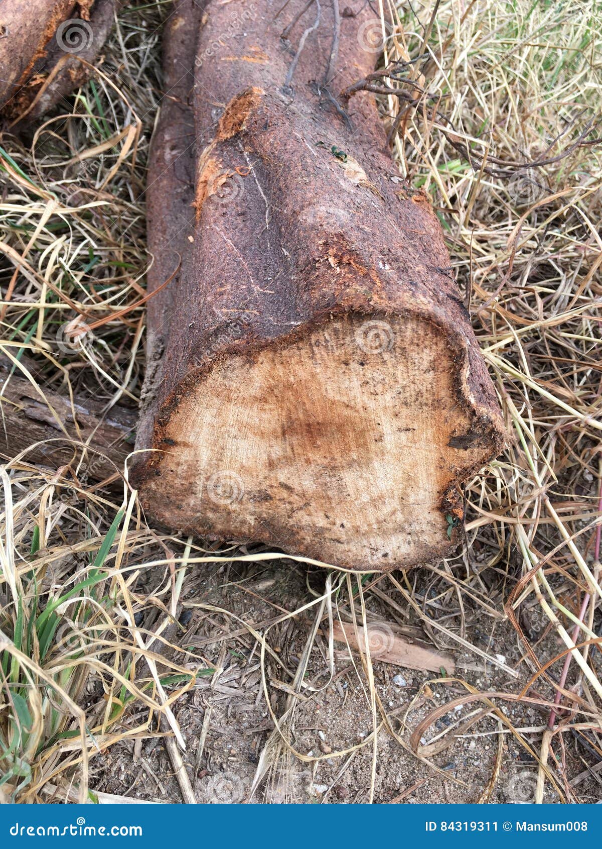 Wood log on the ground stock image. Image of pile, outdoor - 84319311