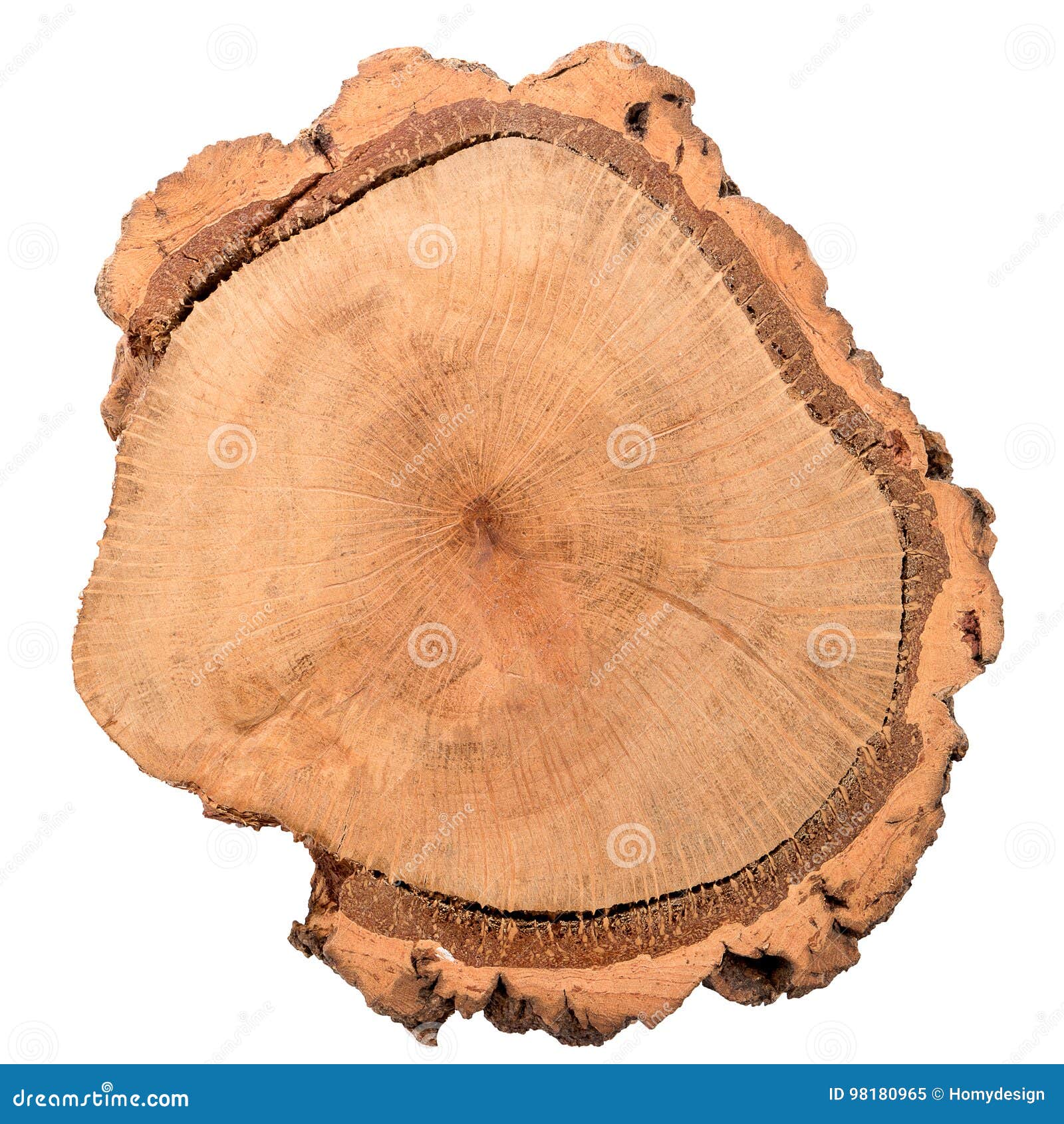 Wood log slice stock image. Image of view, tree, wooden - 98180965