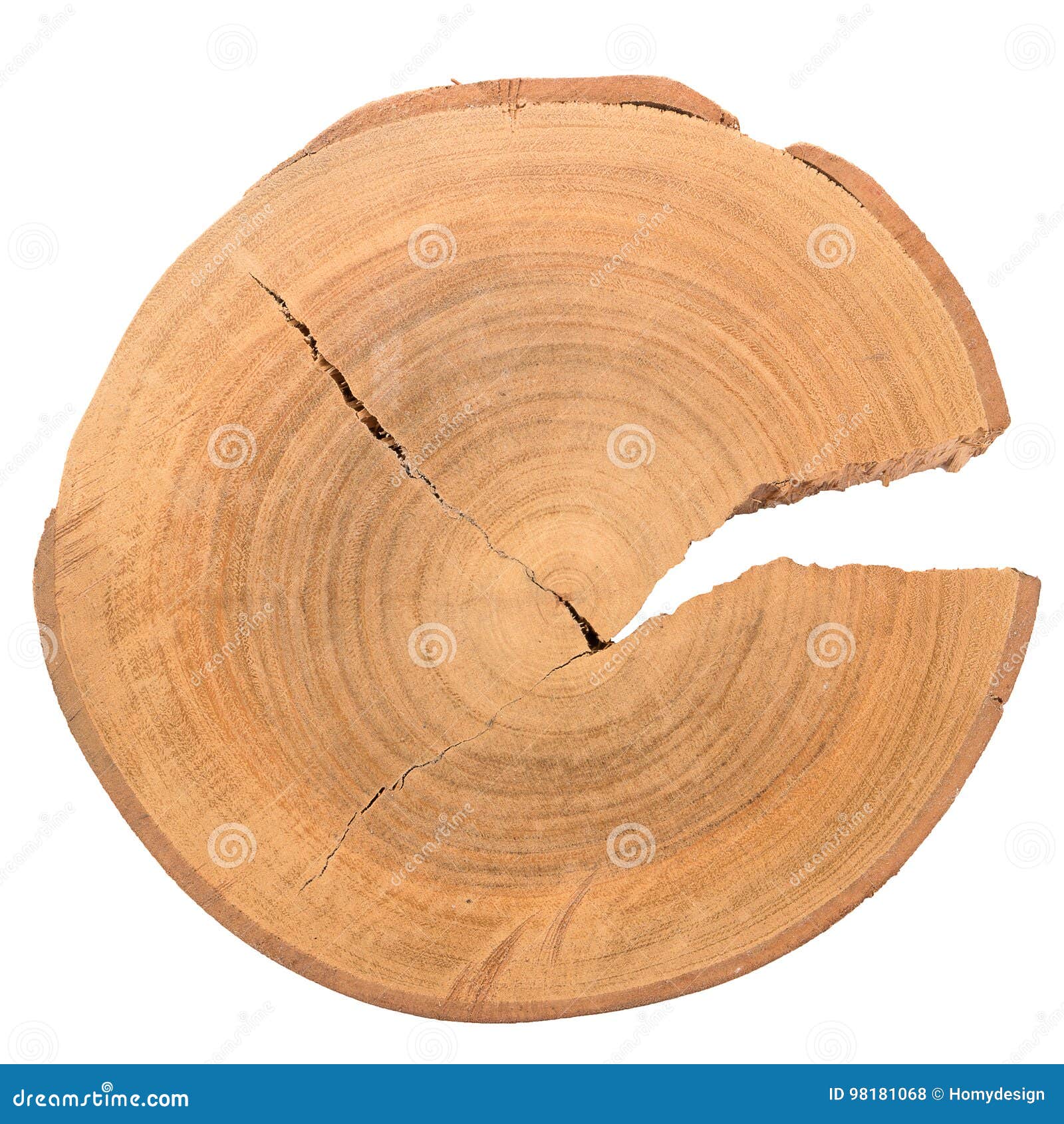 Wood log slice stock photo. Image of view, slice, trunk - 98181068