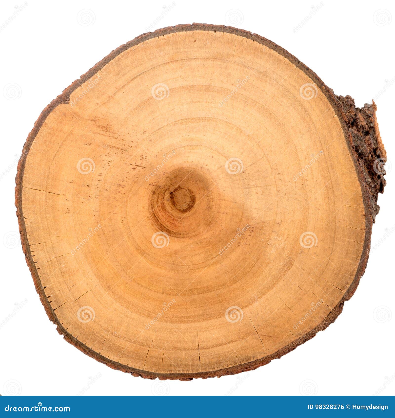 Wood log slice stock photo. Image of pattern, isolated - 98328276