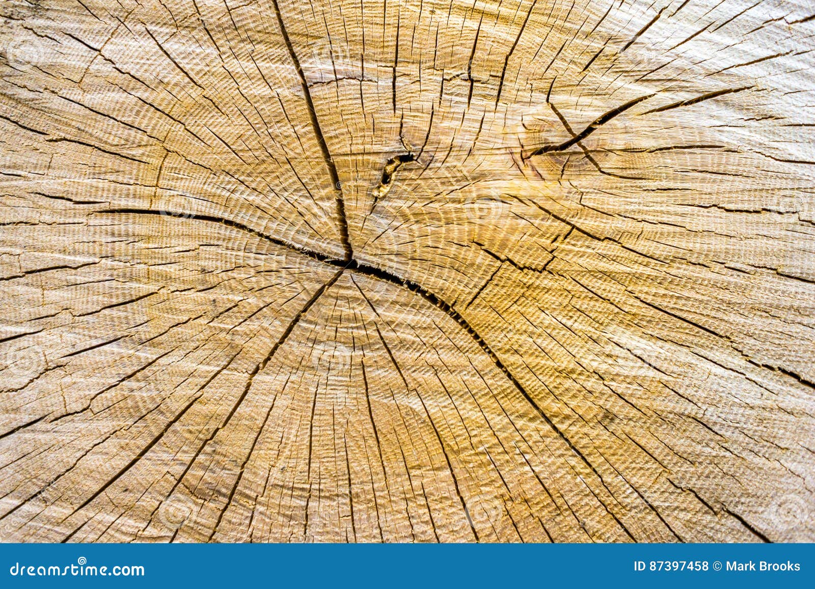 Wood Log Textured Back Ground Stock Photo - Image of abstract, surface ...