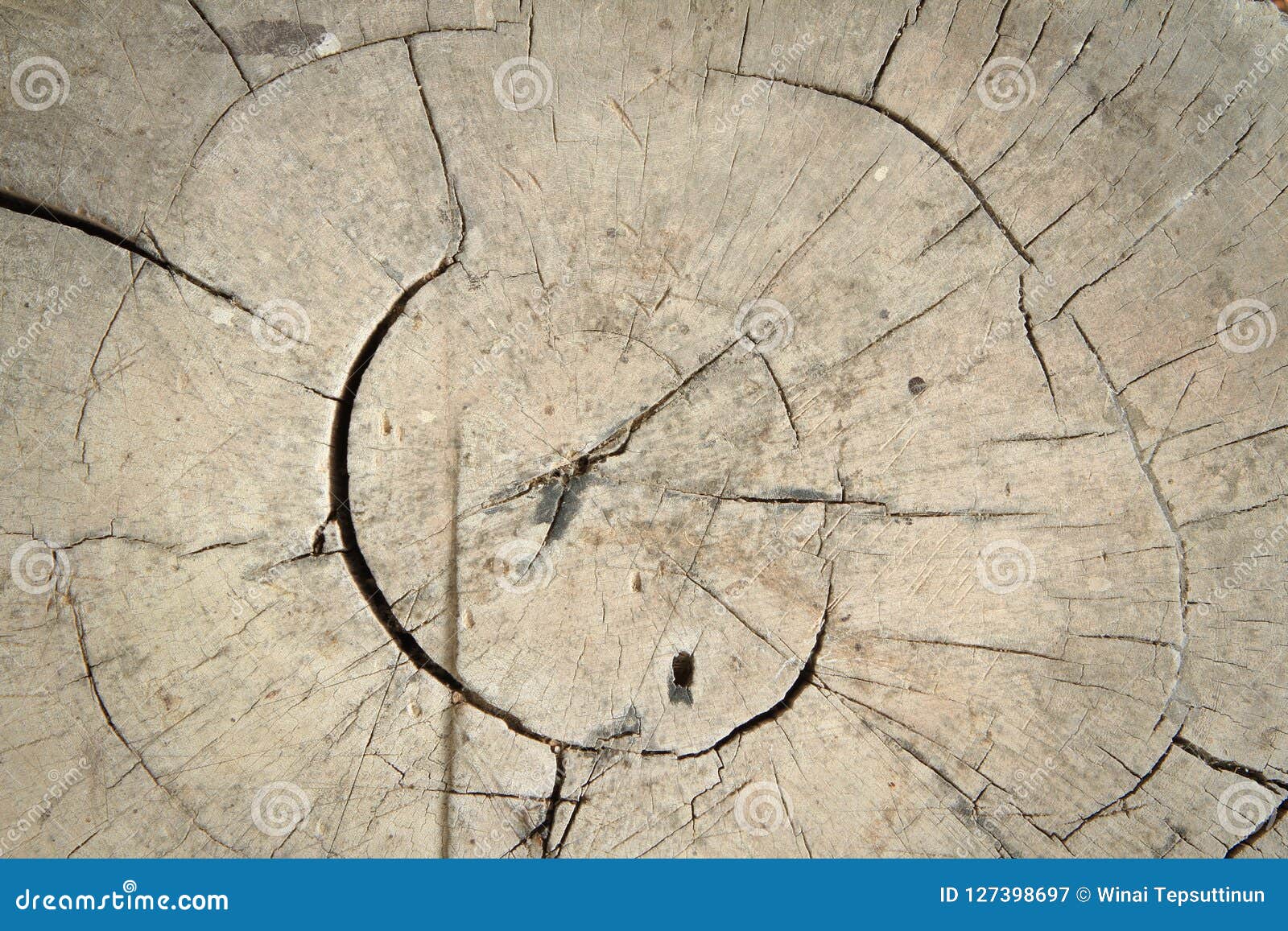 Wood log tree rings stock image. Image of stain, brown - 127398697