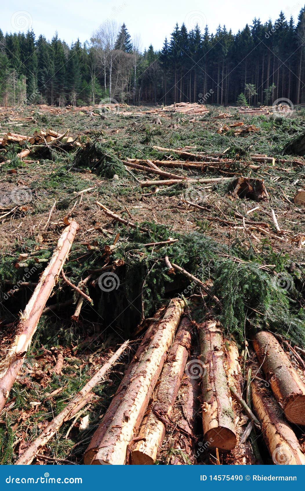 Wood logging stock photo. Image of wood, trunks, pile - 14575490