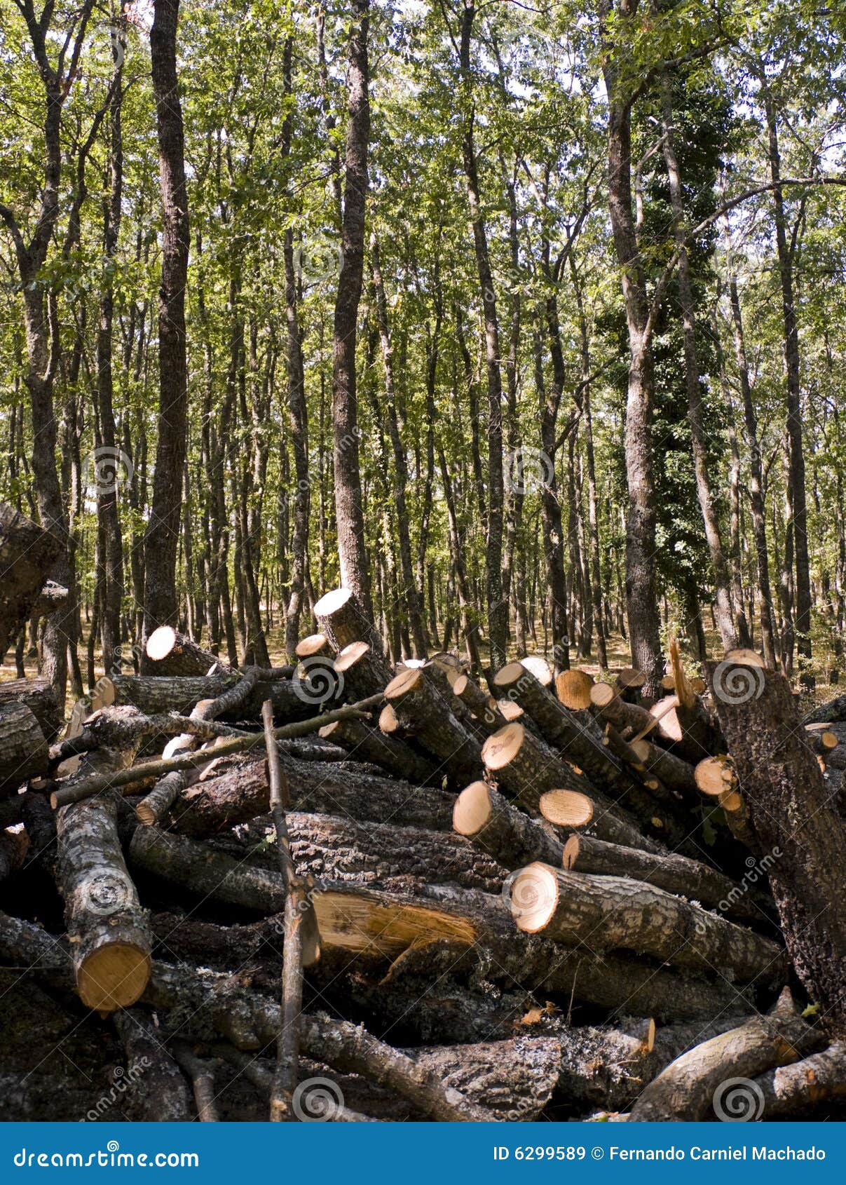 Wood Logging stock image. Image of logging, cutting, tree - 6299589