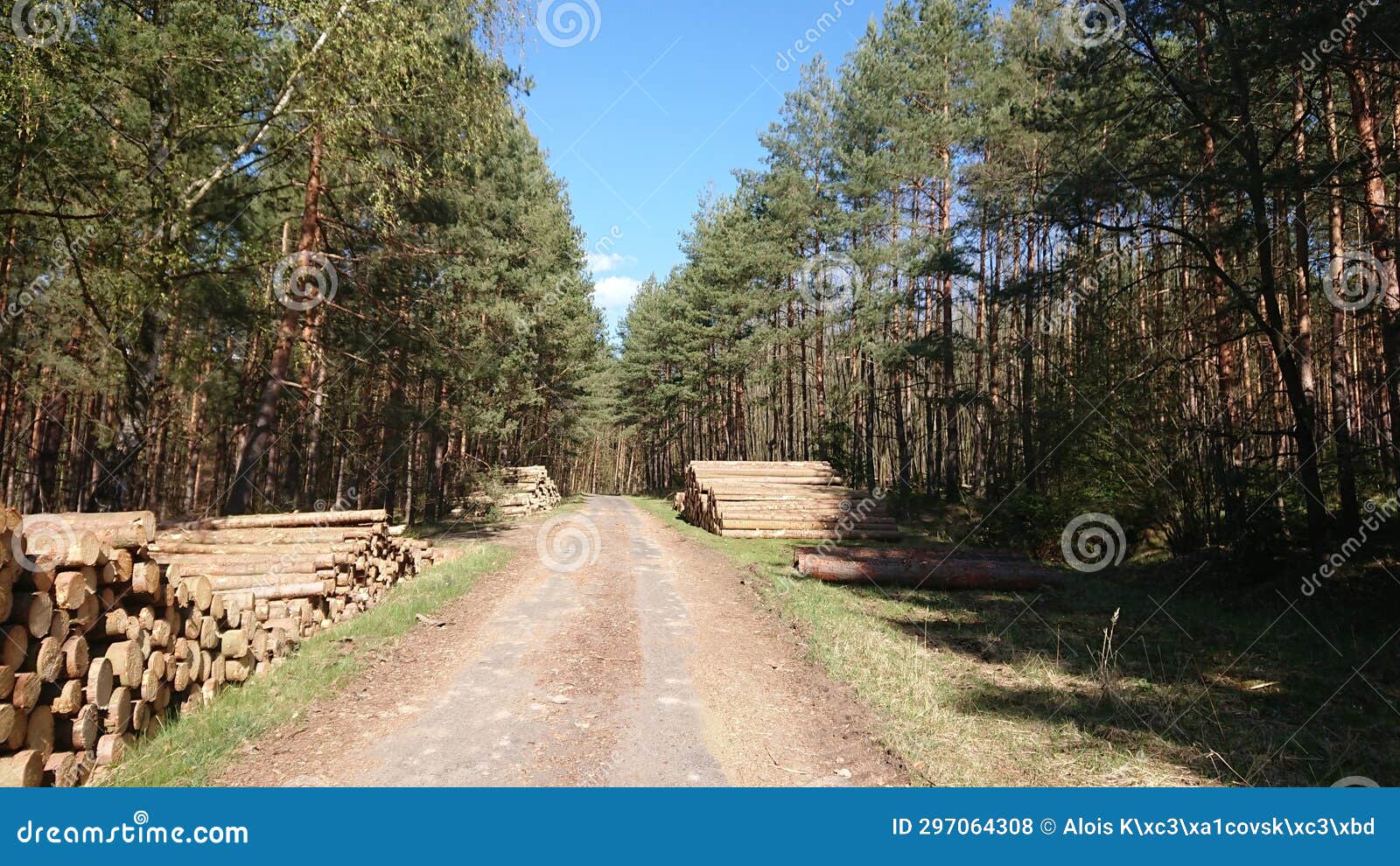 Wood logging in forest stock photo. Image of tree, infrastructure ...