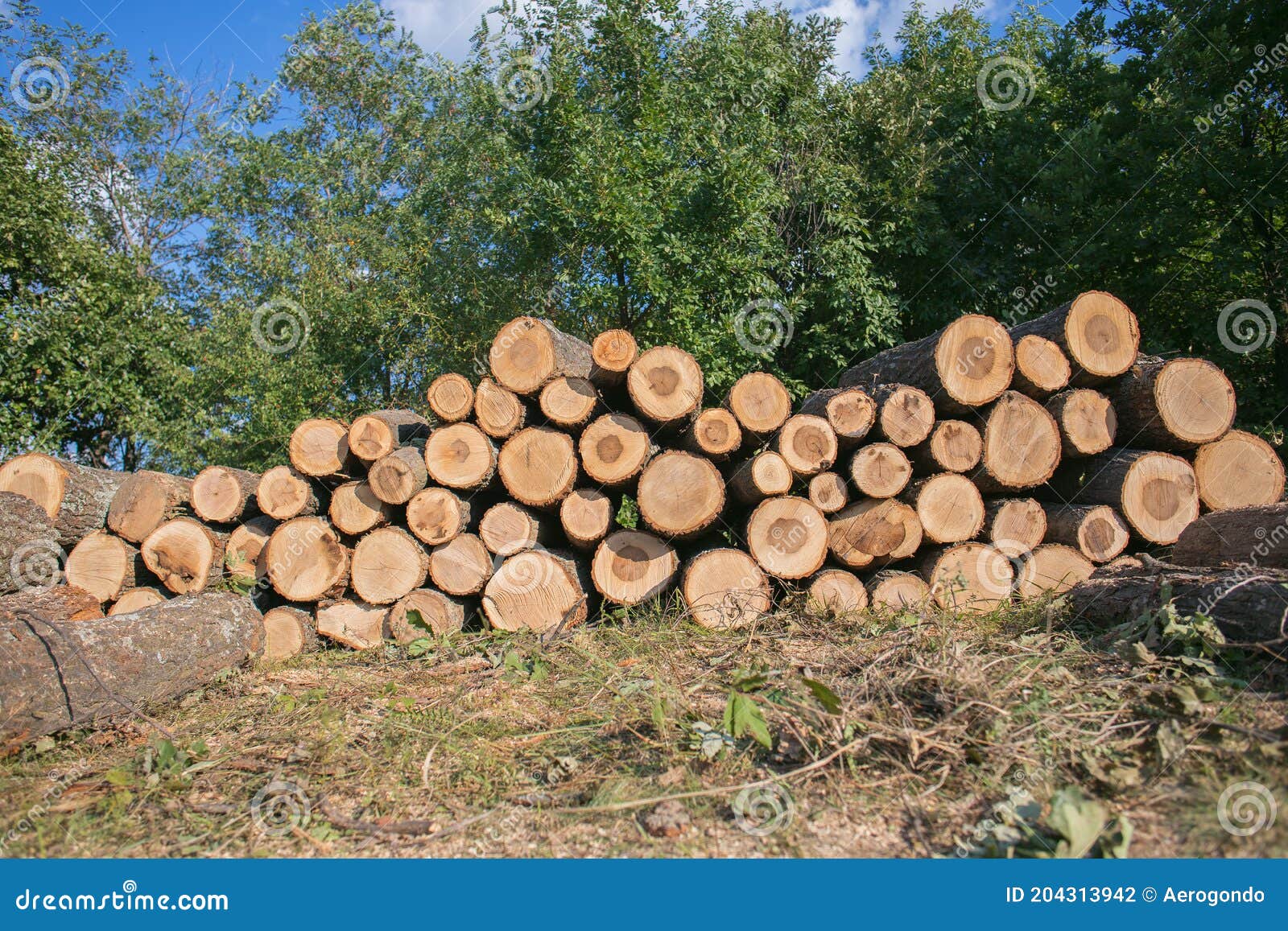 Wood Logging Pieces Next To a Forest Road Stock Photo - Image of pile ...