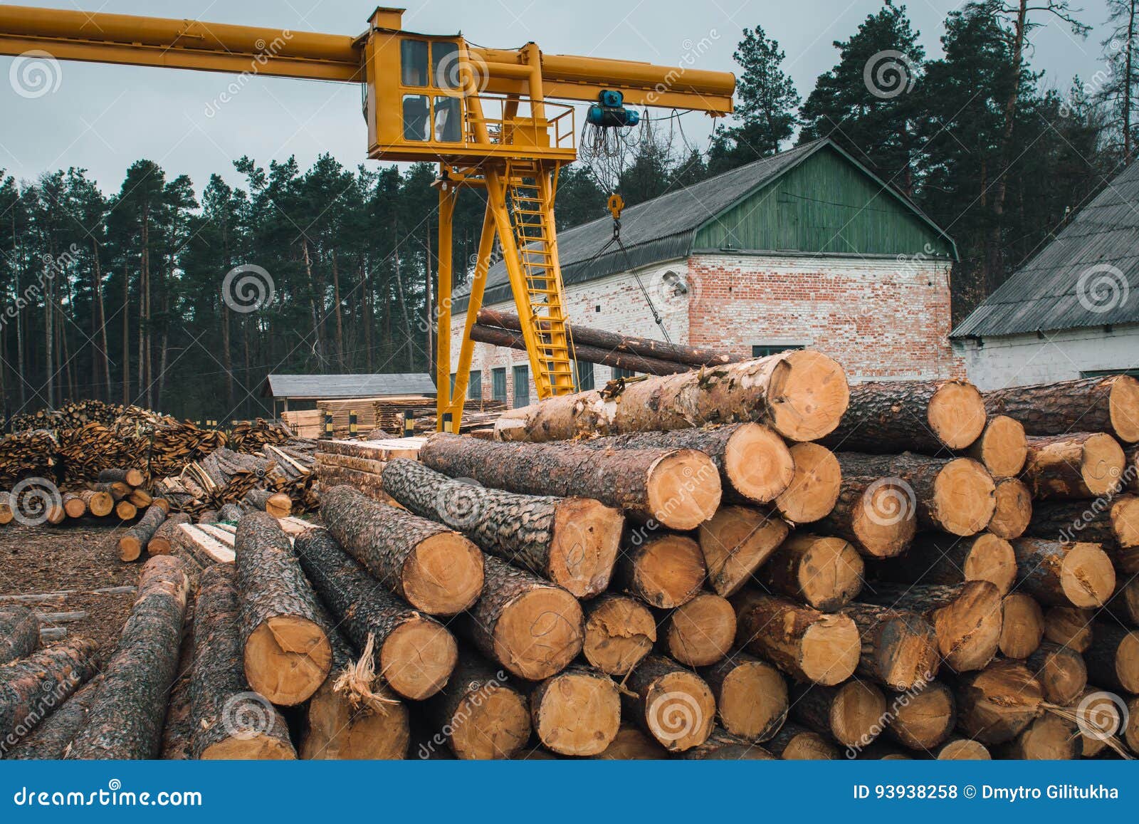 Wood Logging, Sorting, Transportation and Processing on Sawmill Stock ...
