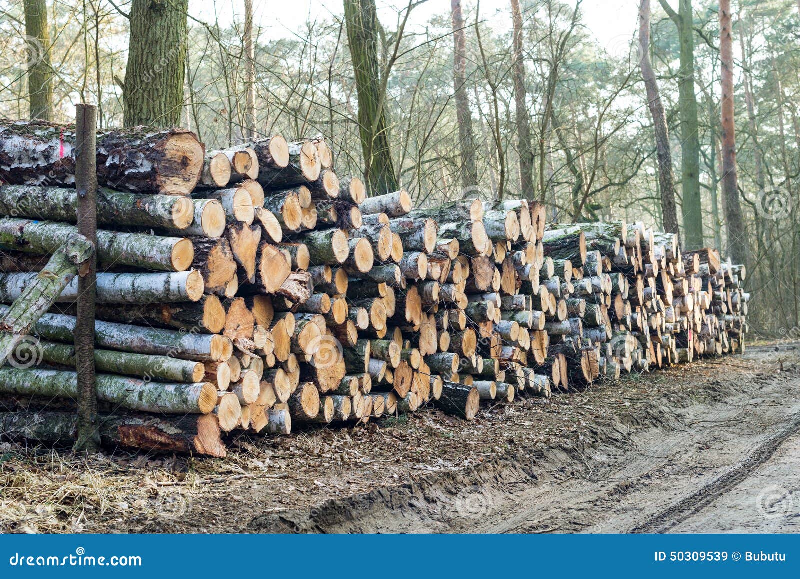 Wood logs background stock image. Image of closeup, forestry - 50309539