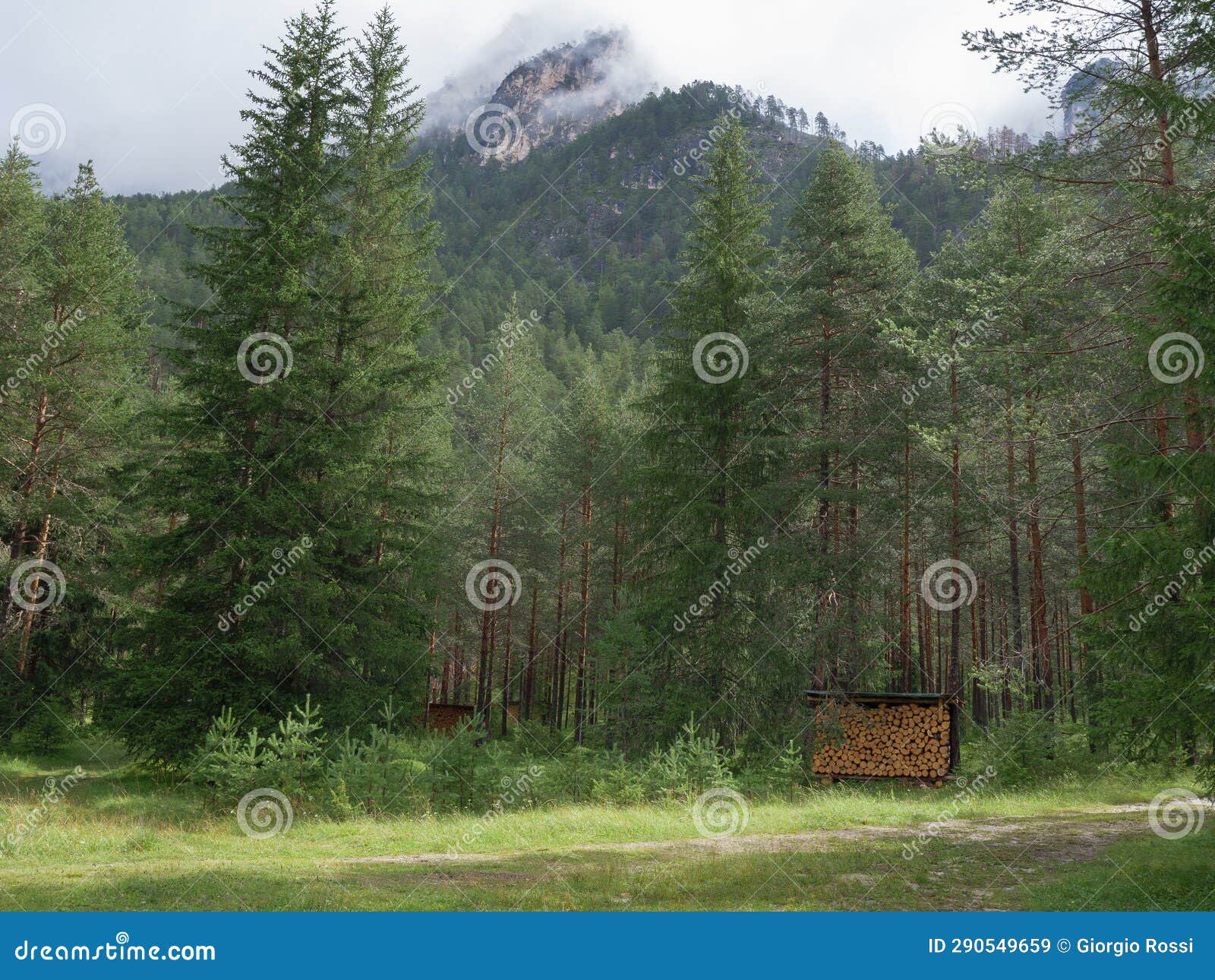 Wood Logs Cut and Arranged Neatly Inside a Binder Box in the Middle of ...