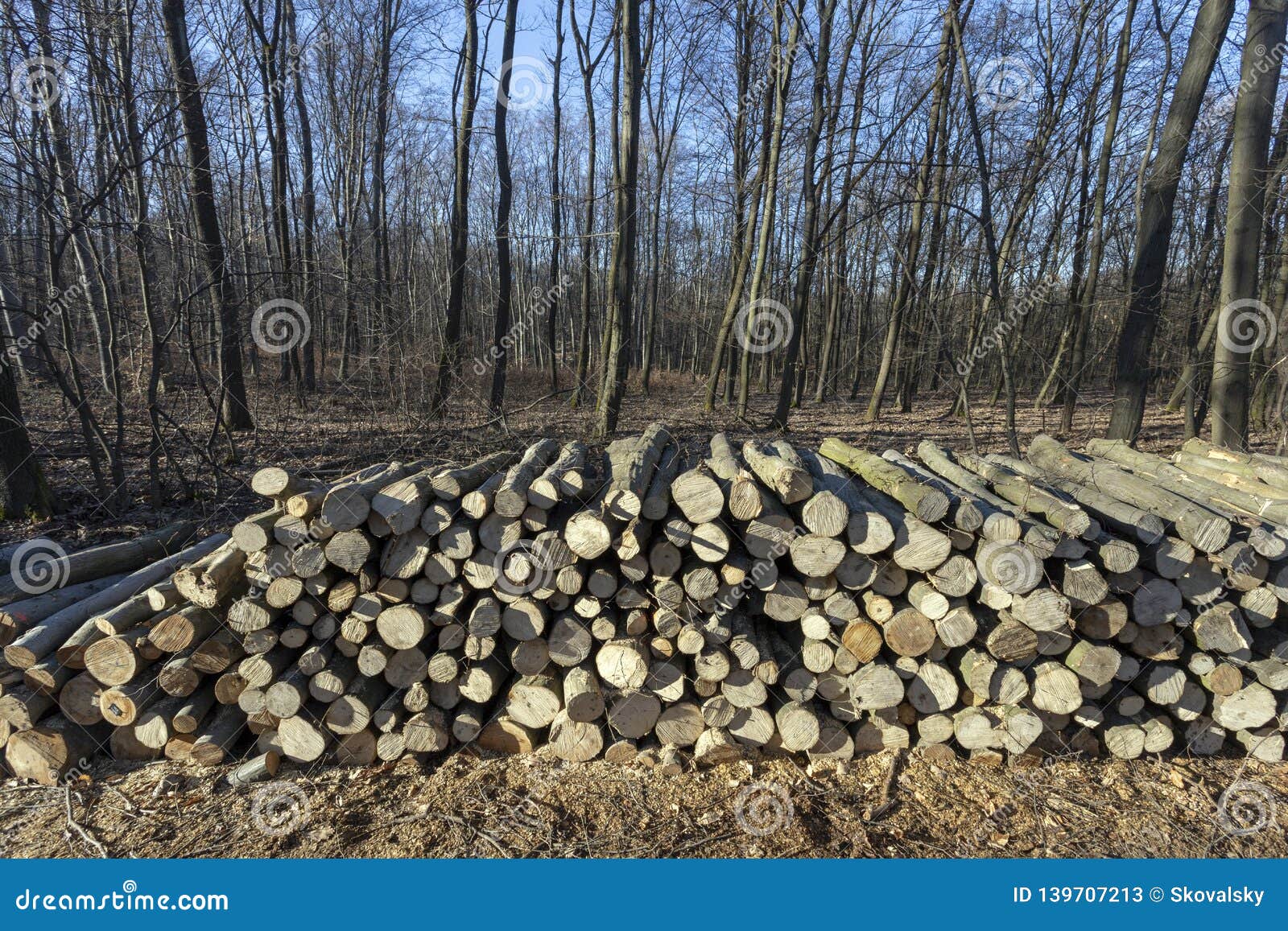 Wood logs in the forest stock image. Image of hungarian - 139707213