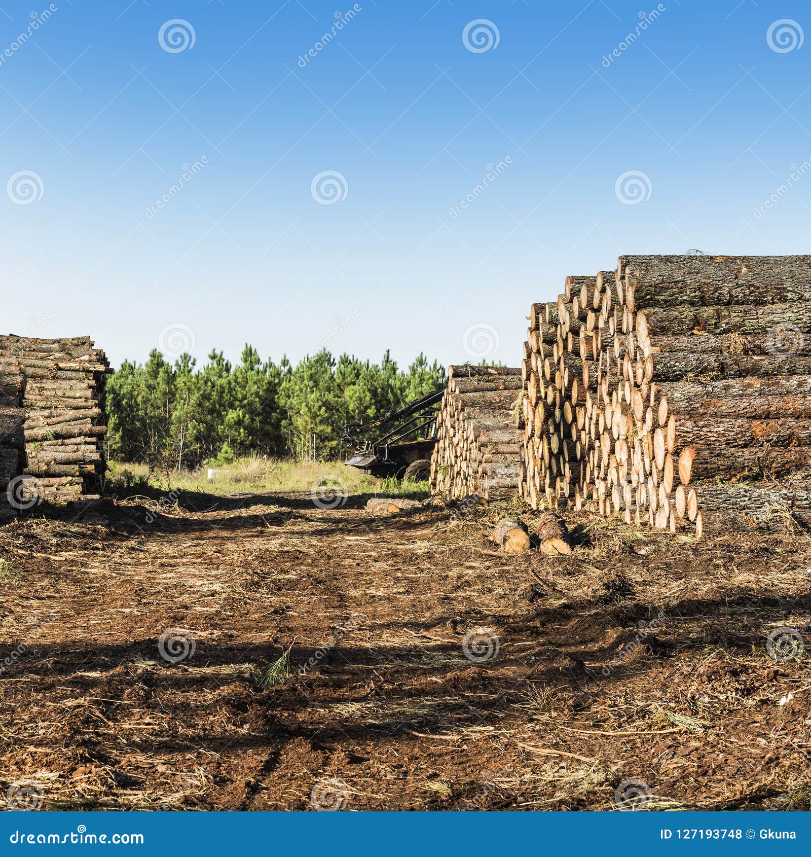 Wood logs in the forest stock photo. Image of logger - 127193748
