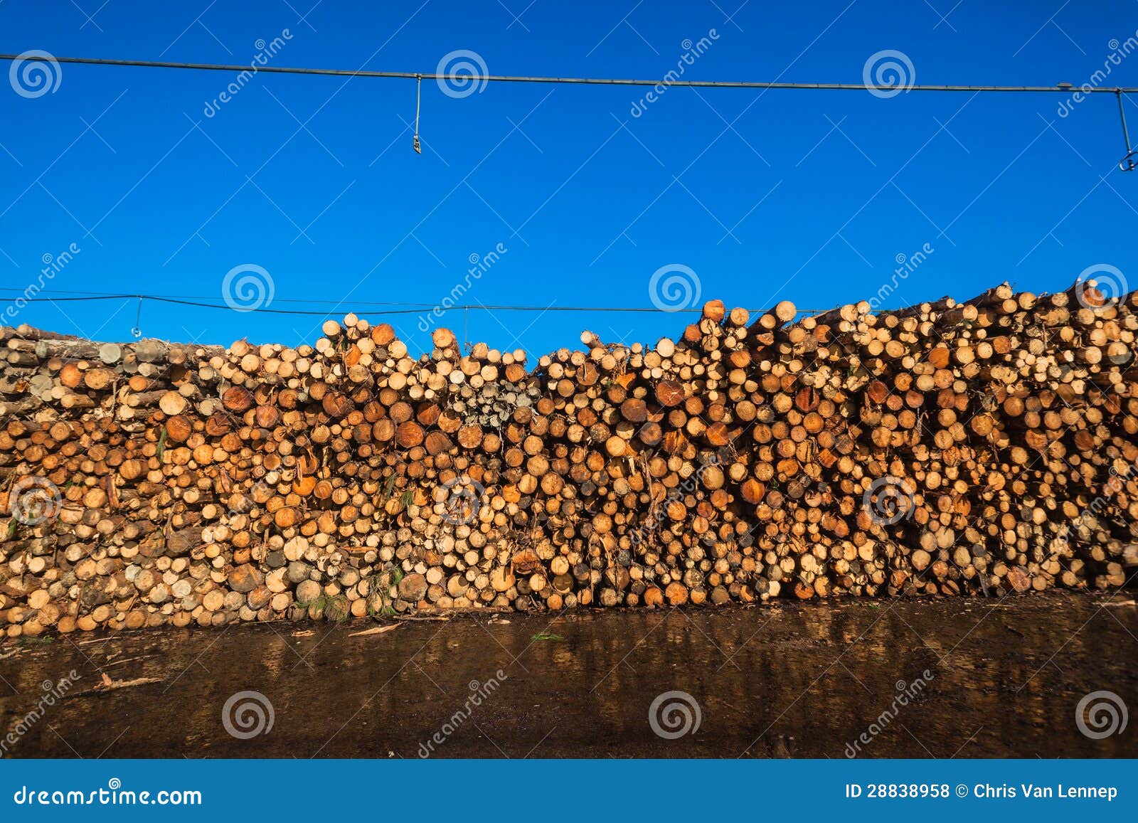 Wood Logs Pulping Paper Stock Photo | CartoonDealer.com #28838958