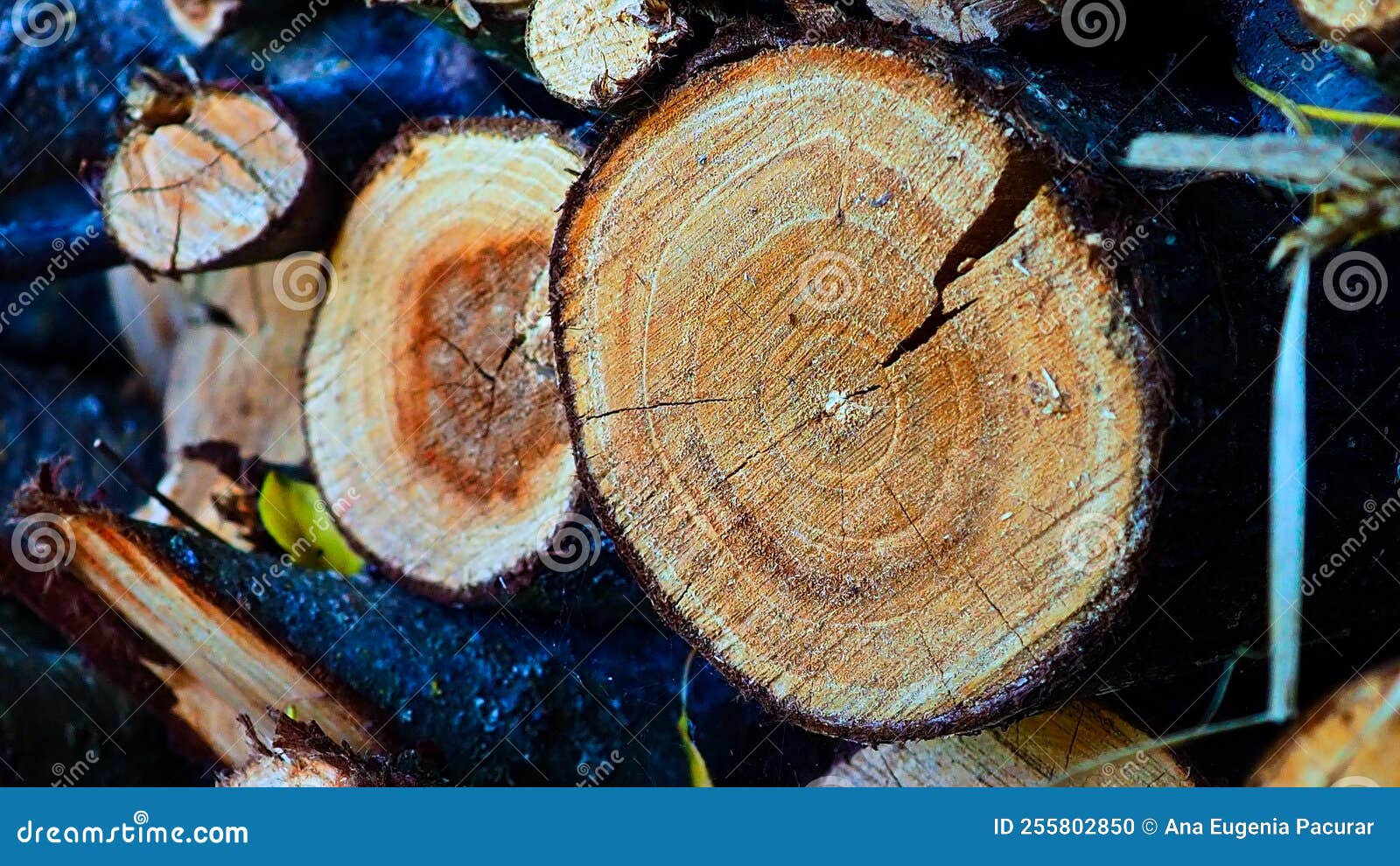 Wood Logs in Rustic Garden Pictured Stock Photo - Image of pictured ...