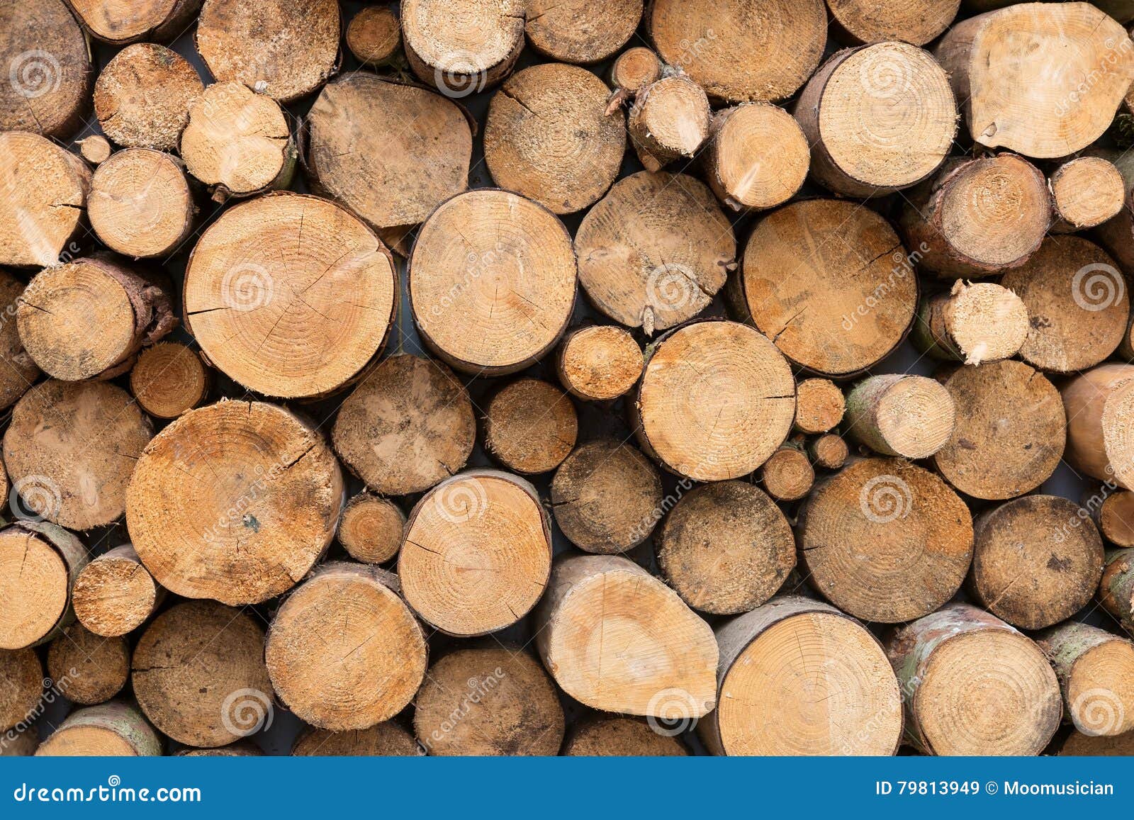 Wood logs stock image. Image of tree, firewood, slice - 79813949