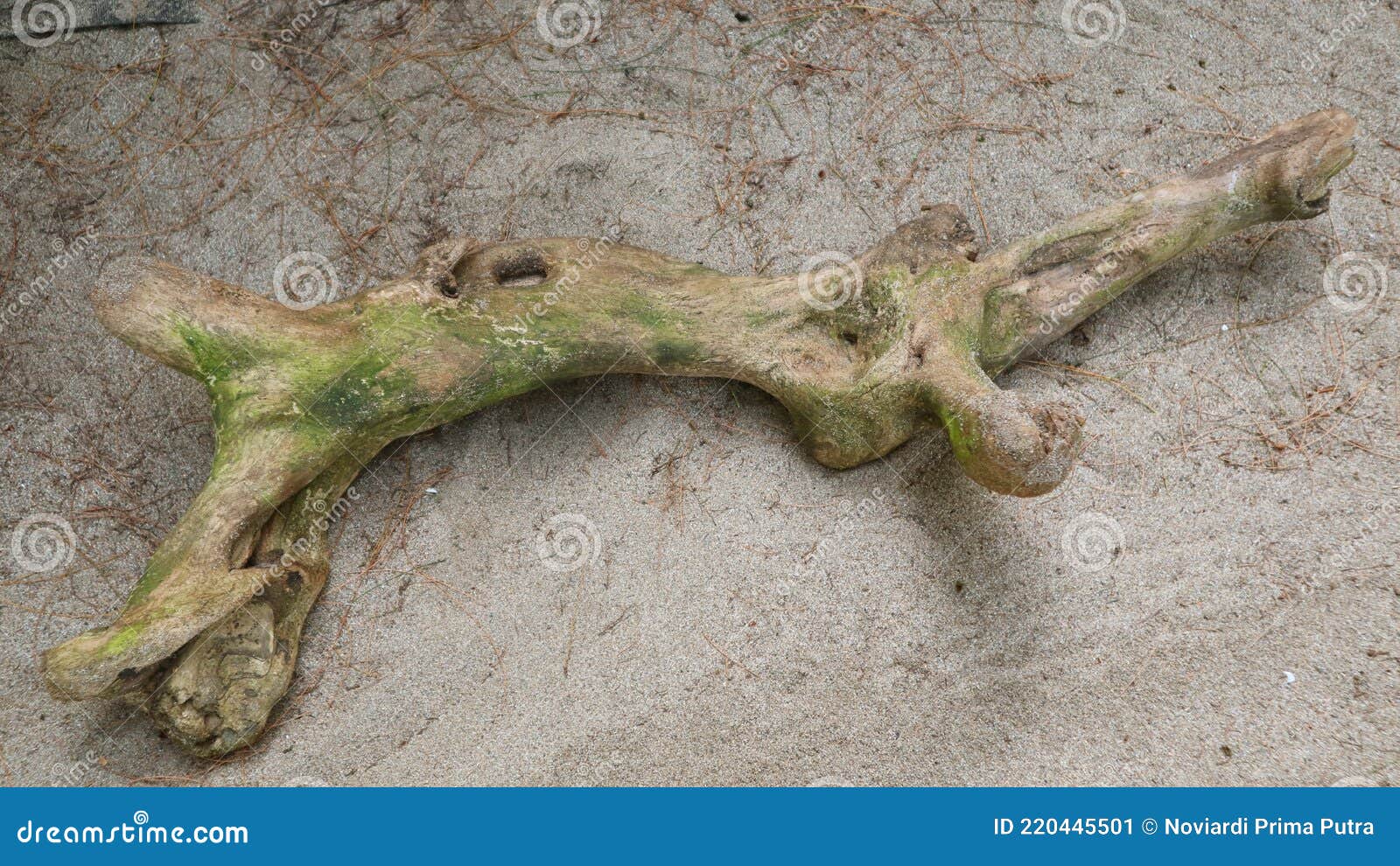 A Wood that Looks Like Bones Stock Image - Image of wood, bones: 220445501
