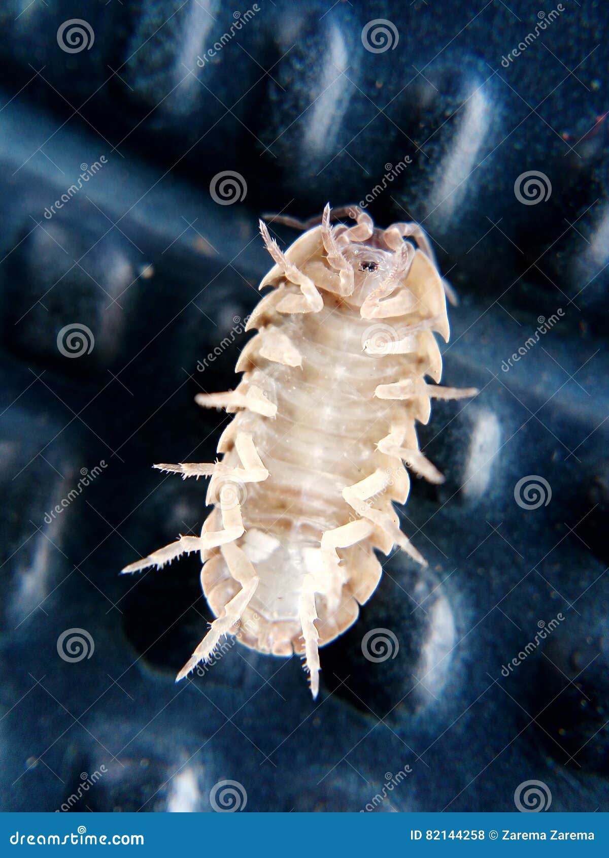 Wood louse insect stock photo. Image of insect, louse - 82144258